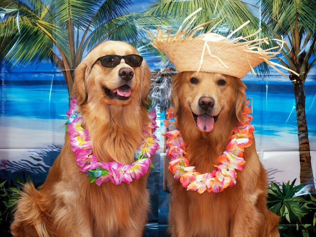 Summer Puppy Wallpapers - Top Free Summer Puppy Backgrounds ...