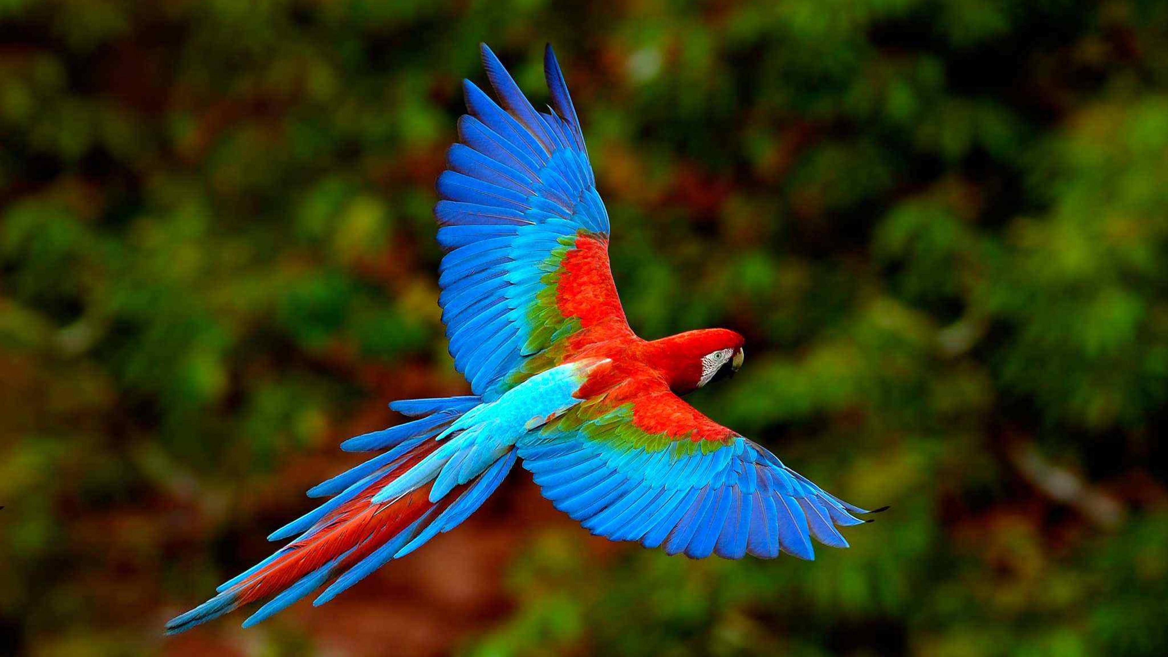 4K Parrot Wallpapers - Top Free 4K Parrot Backgrounds - WallpaperAccess