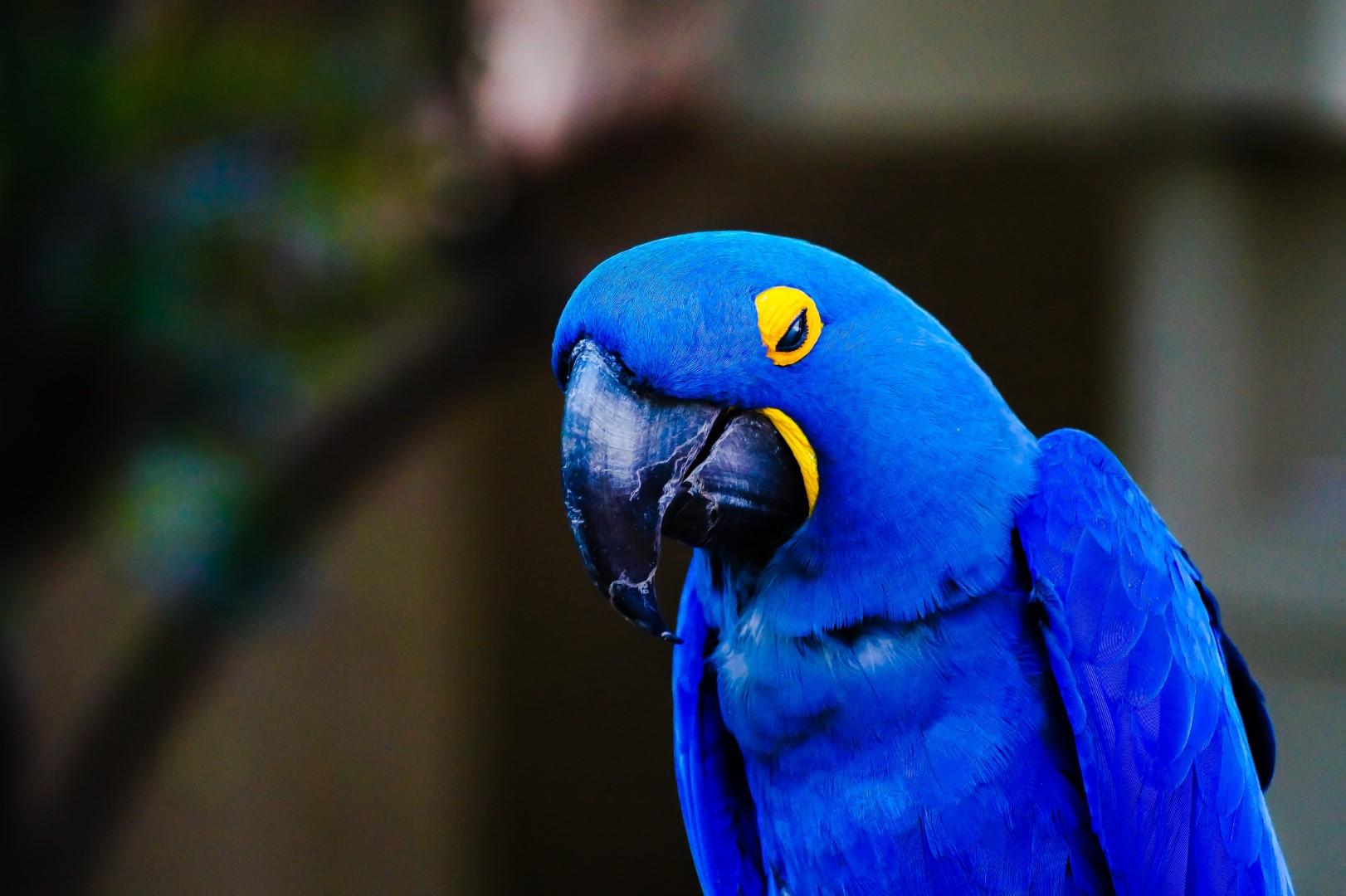 4K Parrot Wallpapers - Top Free 4K Parrot Backgrounds - WallpaperAccess