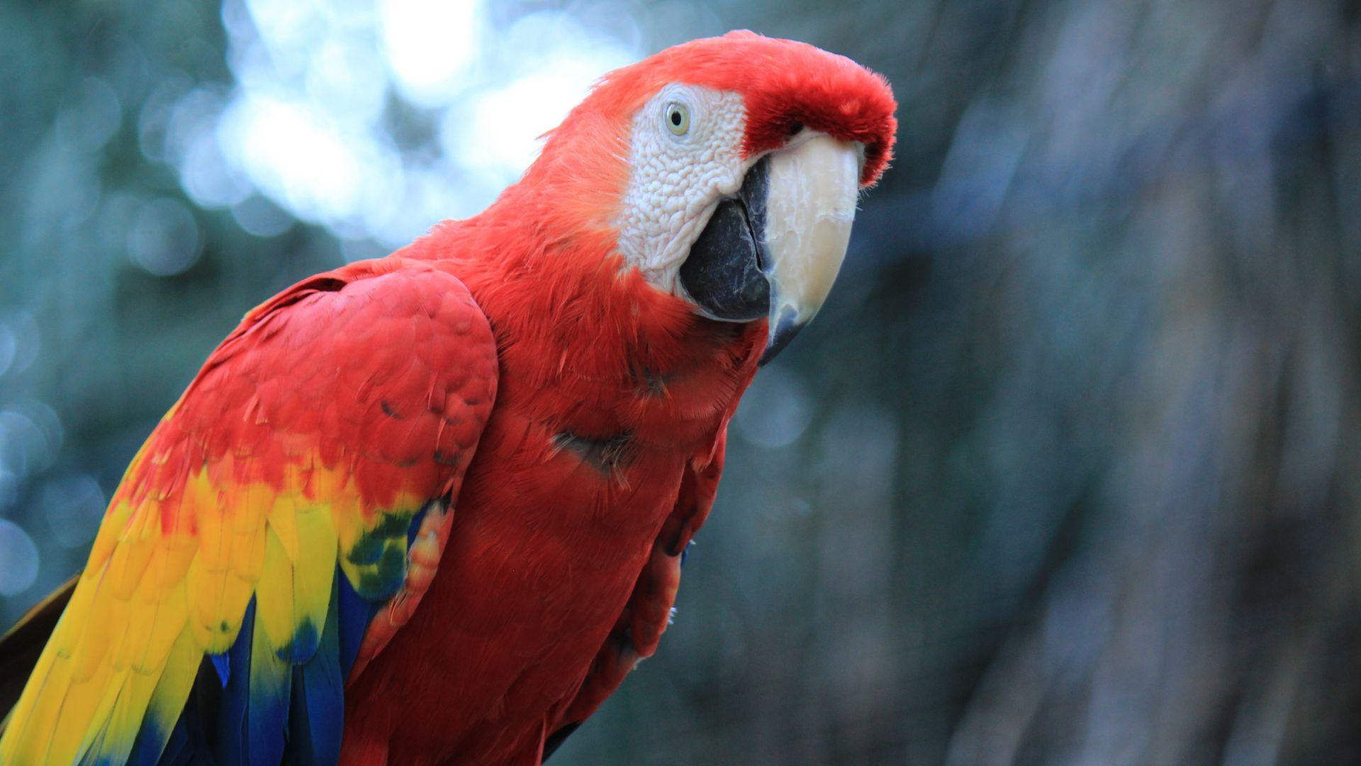 4K Parrot Wallpapers - Top Free 4K Parrot Backgrounds - WallpaperAccess
