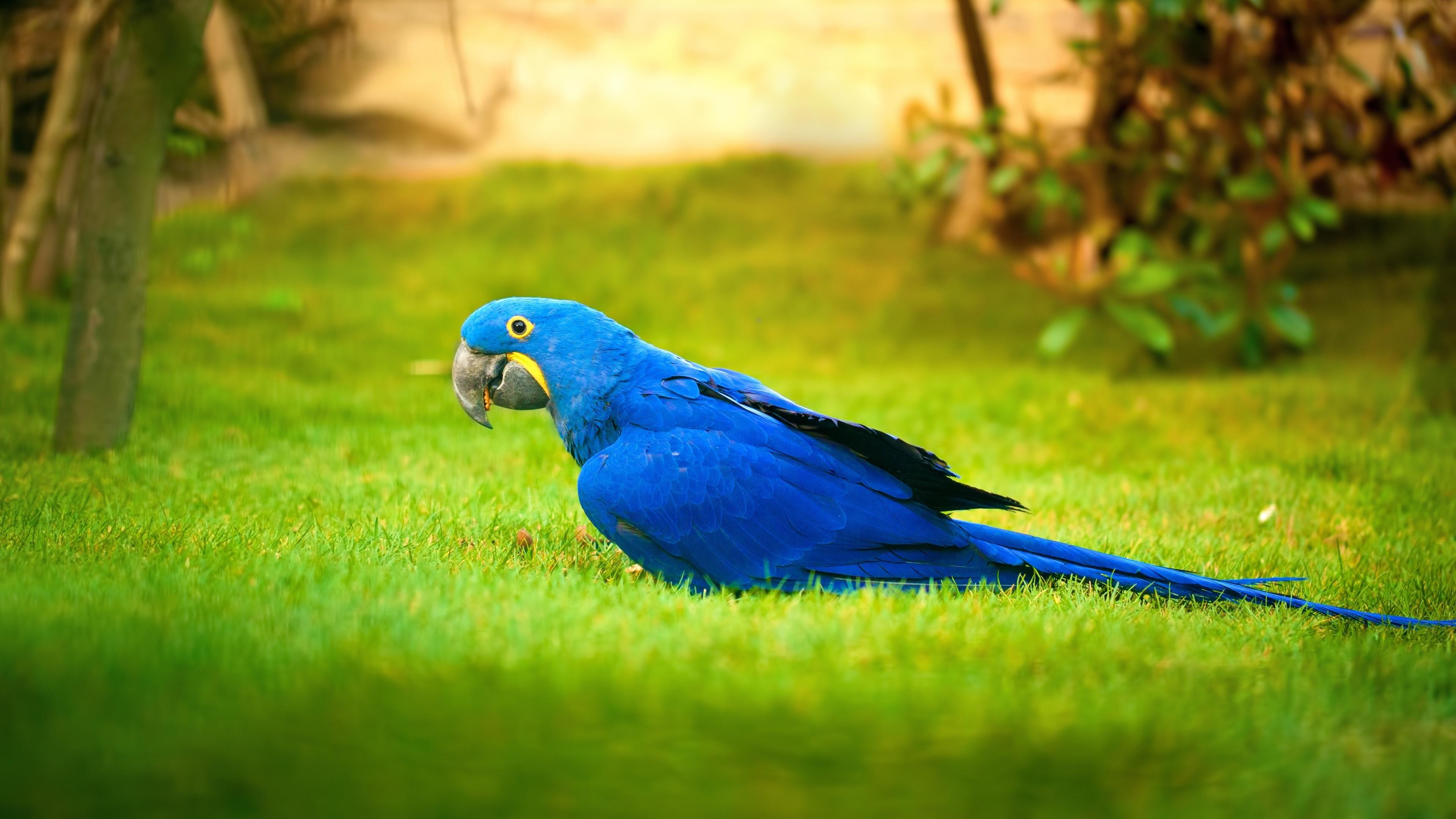 4K Parrot Wallpapers - Top Free 4K Parrot Backgrounds - WallpaperAccess