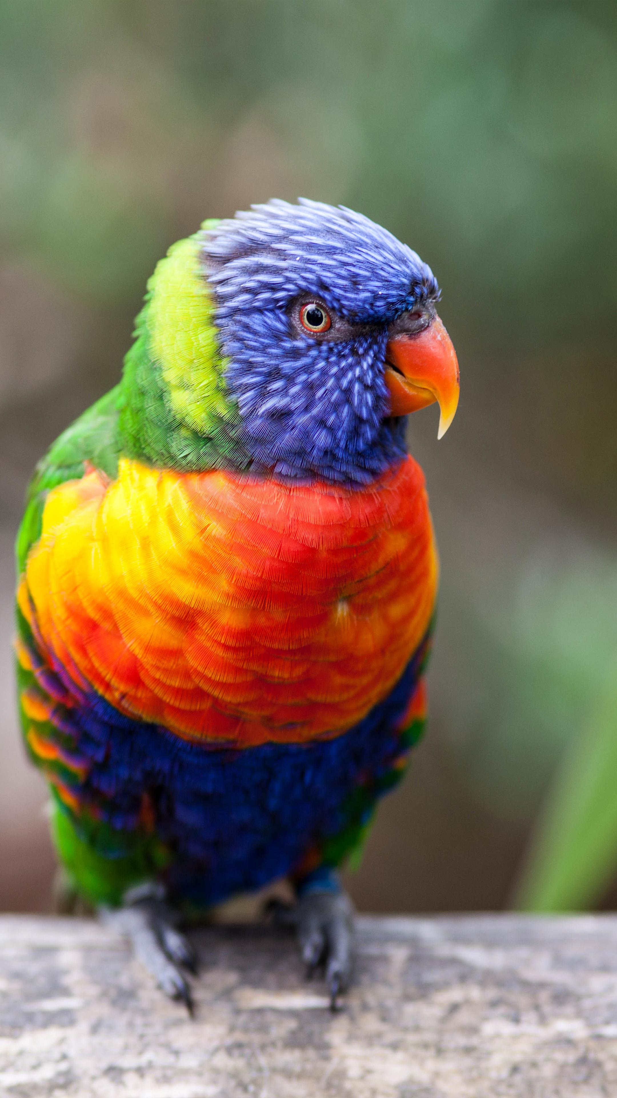 4K Parrot Wallpapers - Top Free 4K Parrot Backgrounds - WallpaperAccess