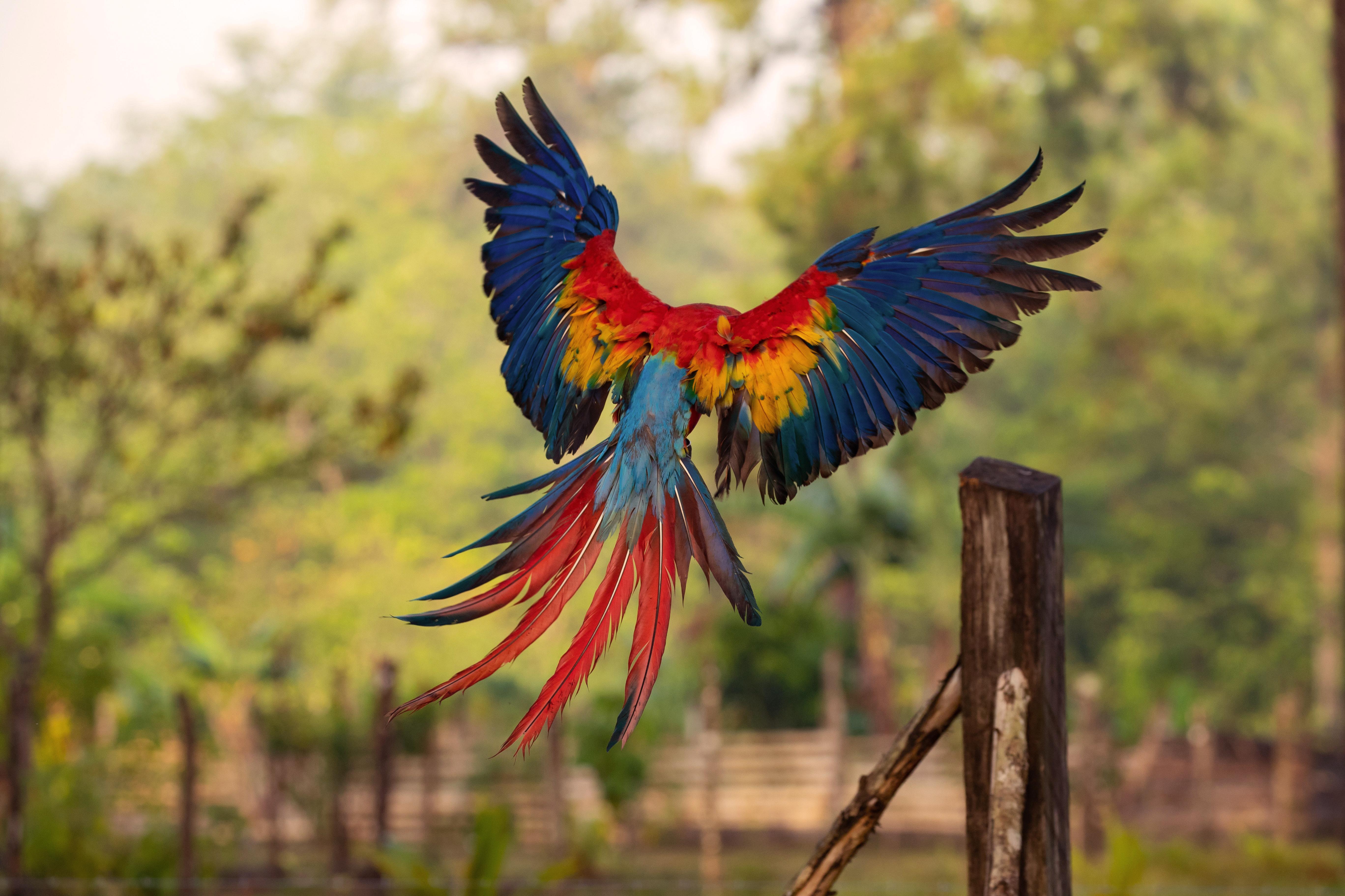 4K Parrot Wallpapers - Top Free 4K Parrot Backgrounds - WallpaperAccess