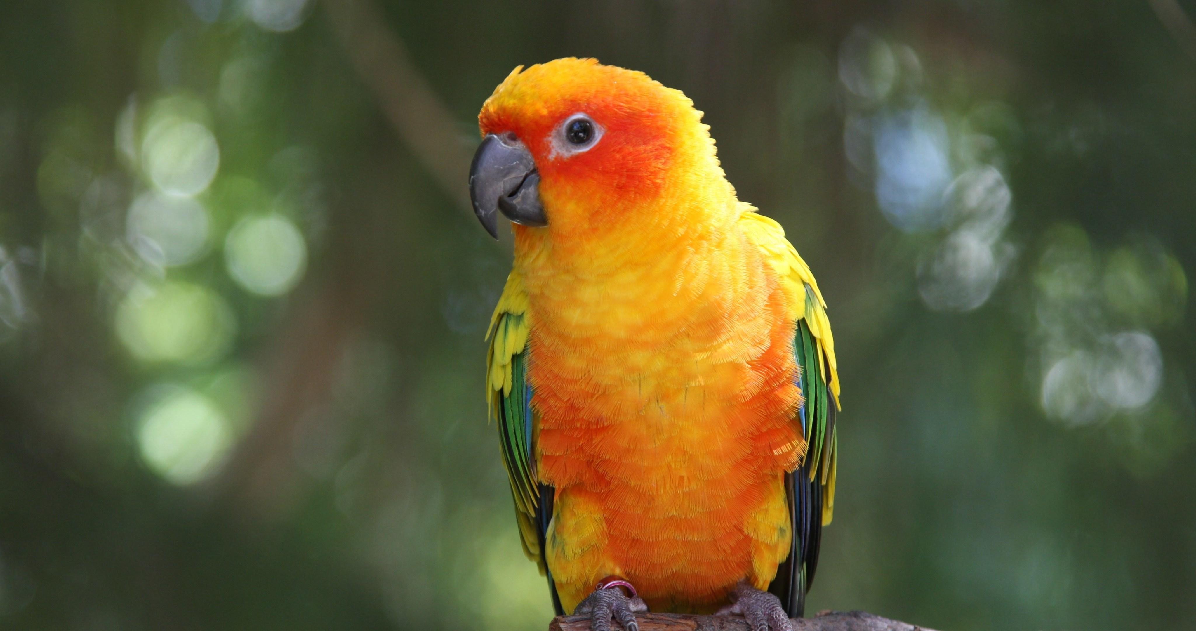 4K Parrot Wallpapers - Top Free 4K Parrot Backgrounds - WallpaperAccess