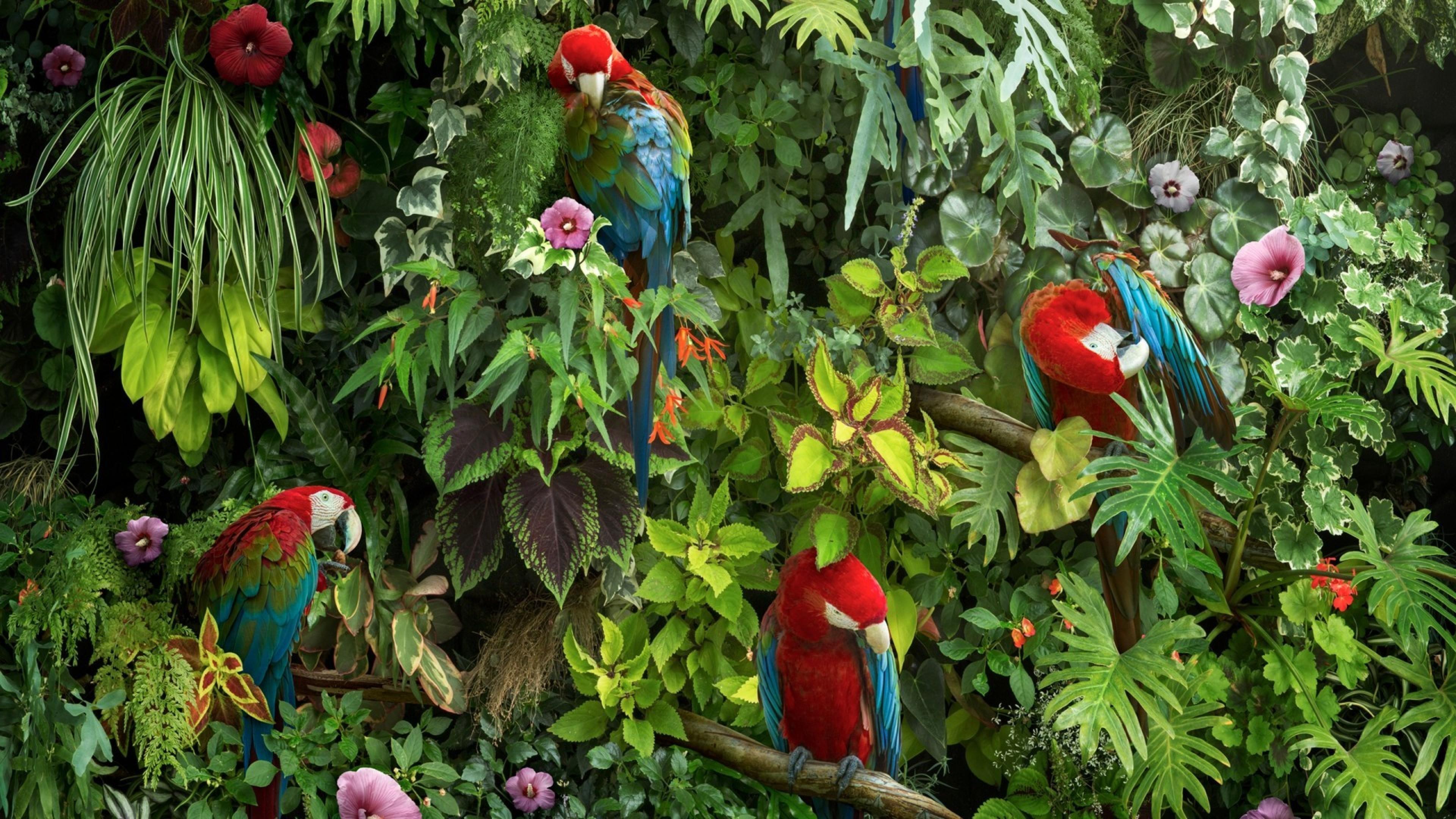 4K Parrot Wallpapers - Top Free 4K Parrot Backgrounds - WallpaperAccess