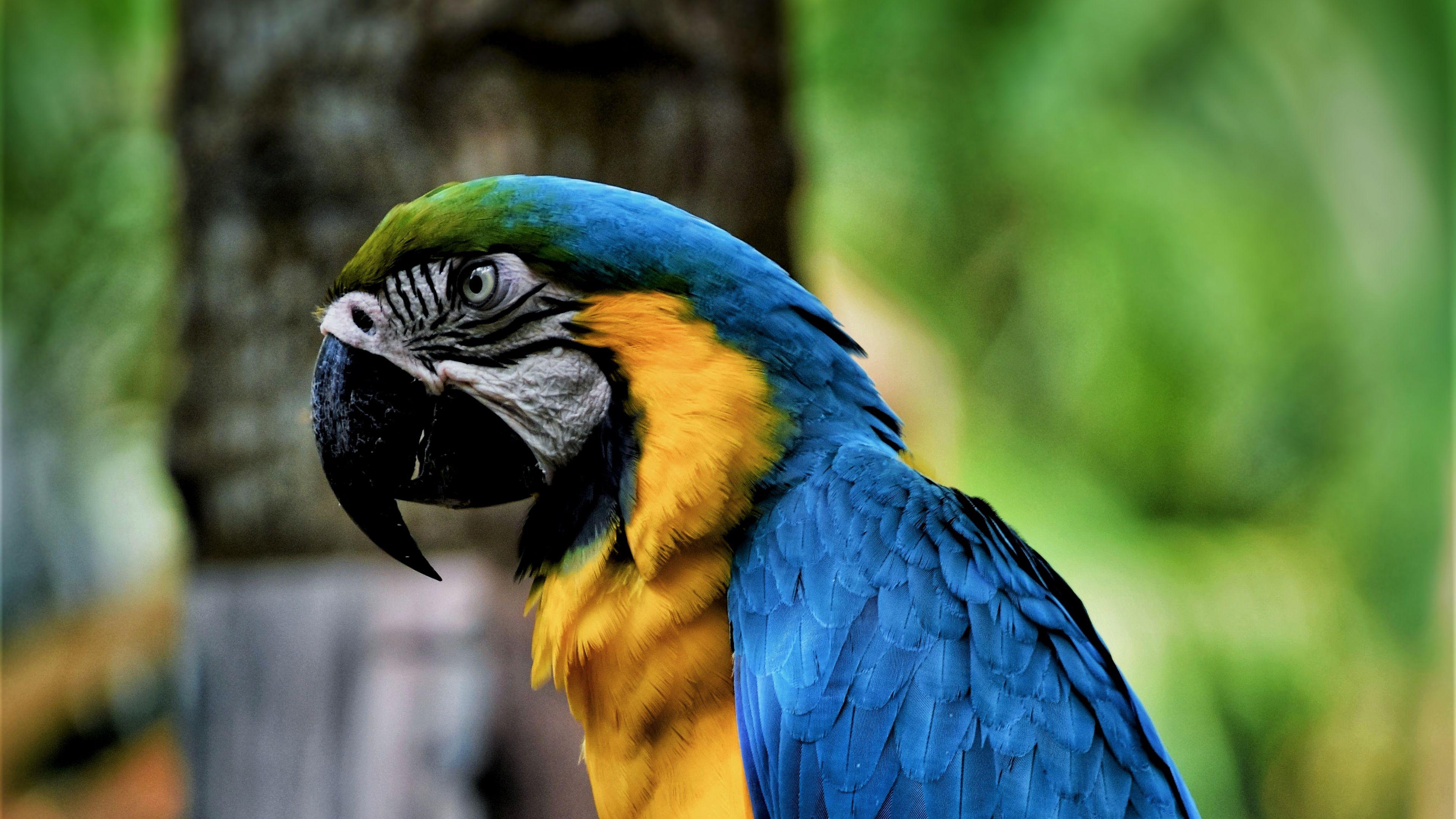 4K Parrot Wallpapers - Top Free 4K Parrot Backgrounds - WallpaperAccess