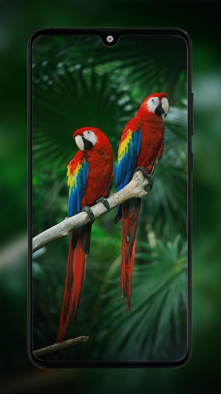 4K Parrot Wallpapers - Top Free 4K Parrot Backgrounds - WallpaperAccess