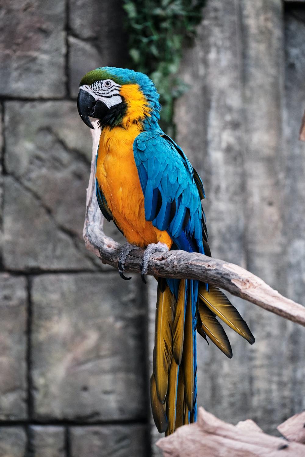 4K Parrot Wallpapers - Top Free 4K Parrot Backgrounds - WallpaperAccess