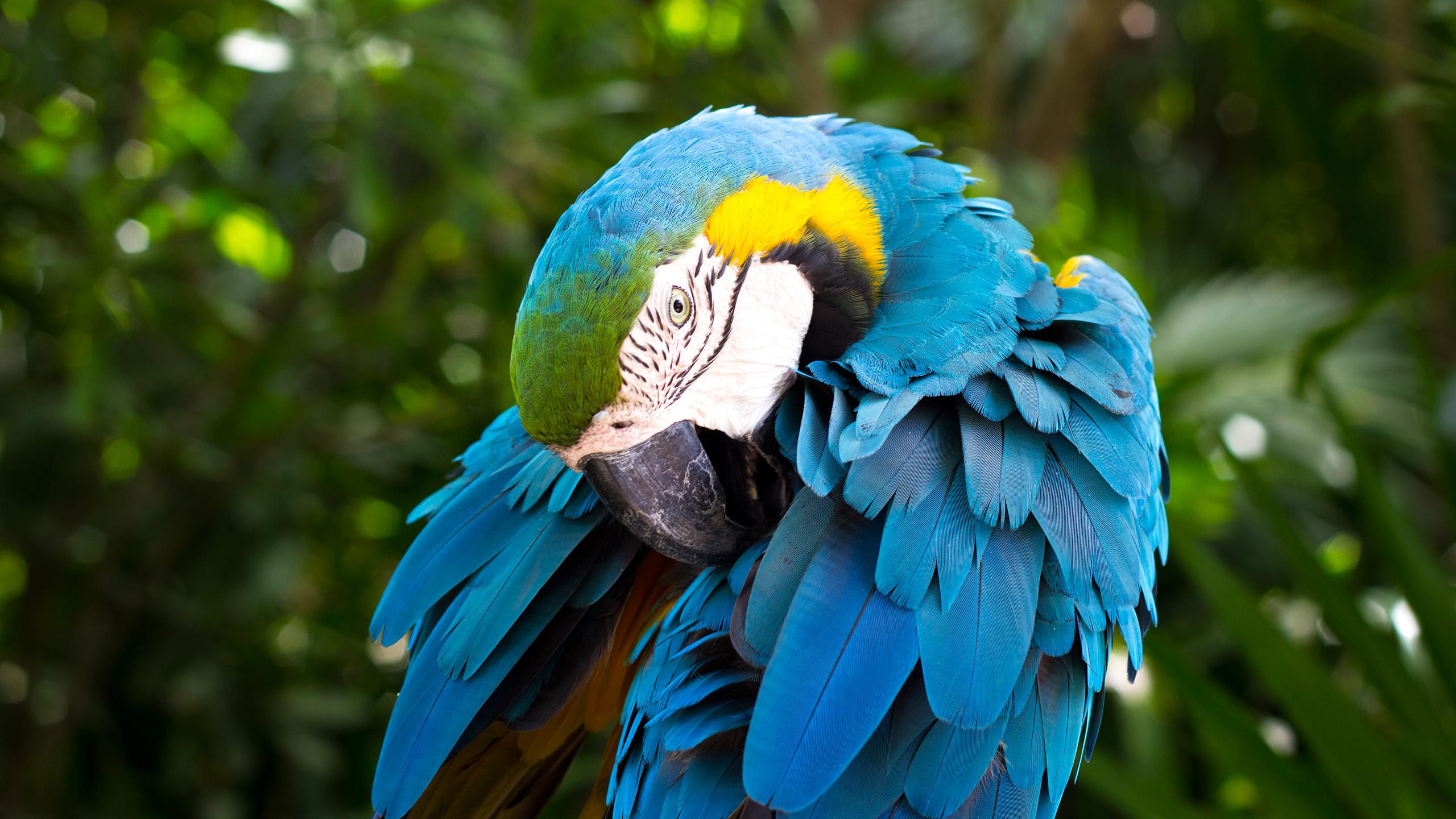4K Parrot Wallpapers - Top Free 4K Parrot Backgrounds - WallpaperAccess