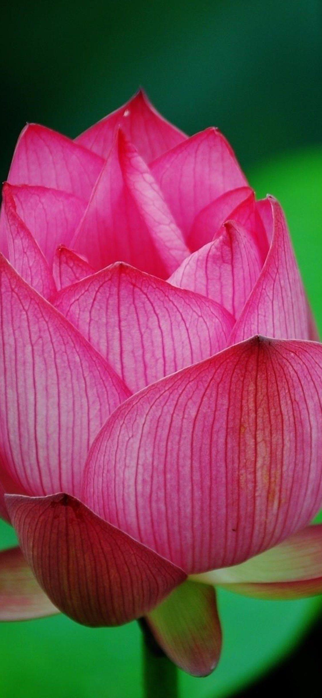 iPhone Lotus Wallpapers - Top Free iPhone Lotus Backgrounds ...