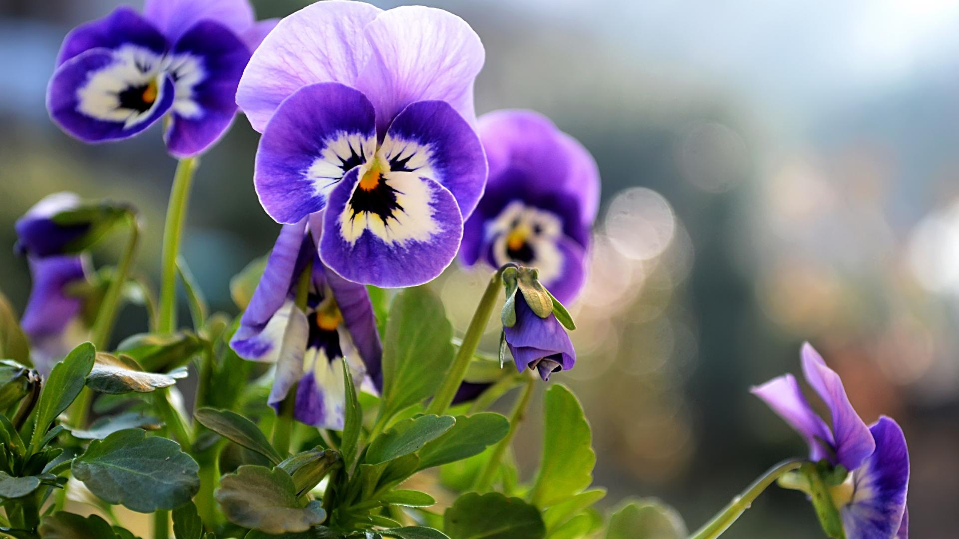 Pansies Wallpapers - Top Free Pansies Backgrounds - WallpaperAccess