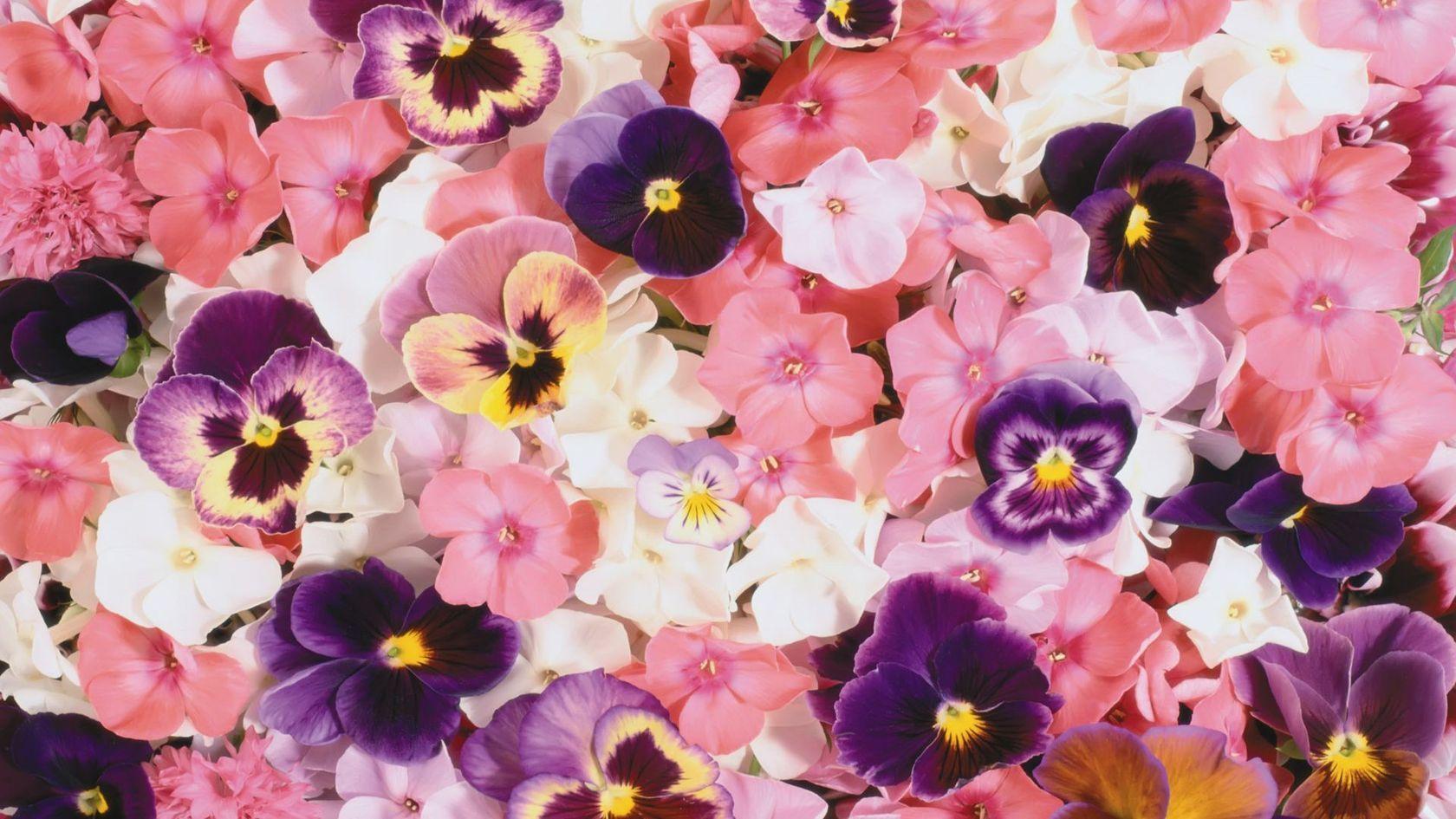Pansies Wallpapers - Top Free Pansies Backgrounds - WallpaperAccess