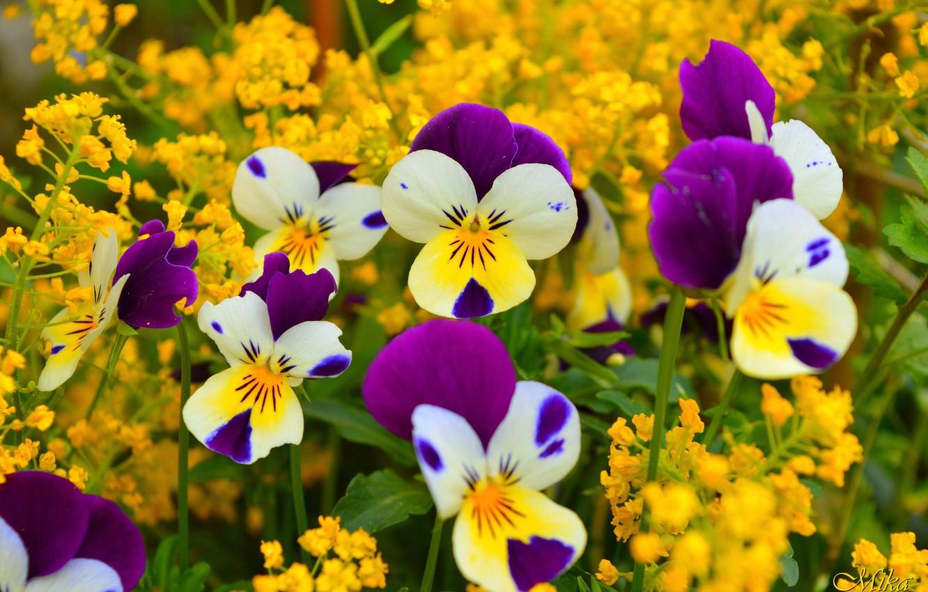 Pansies Wallpapers - Top Free Pansies Backgrounds - WallpaperAccess