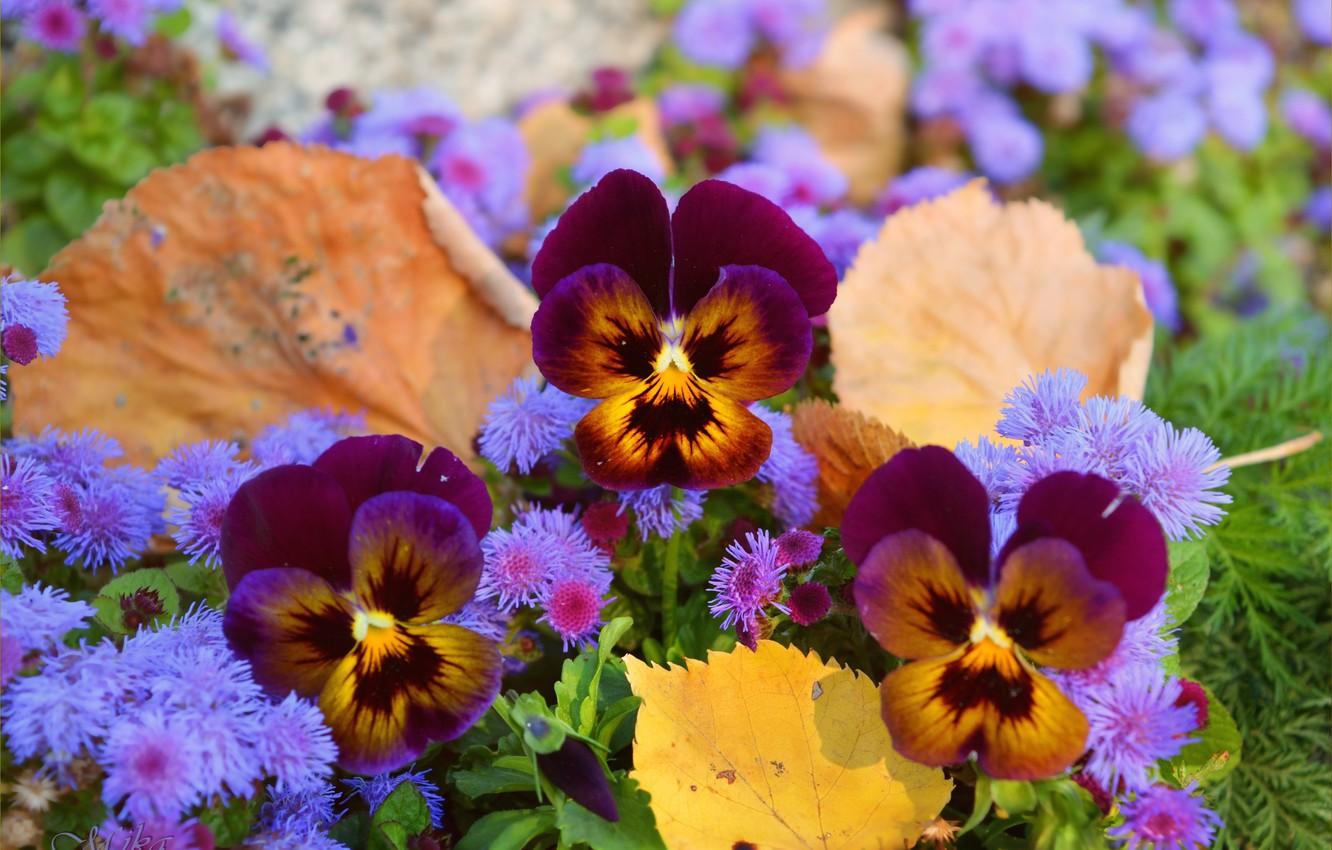 Pansies Wallpapers - Top Free Pansies Backgrounds - WallpaperAccess