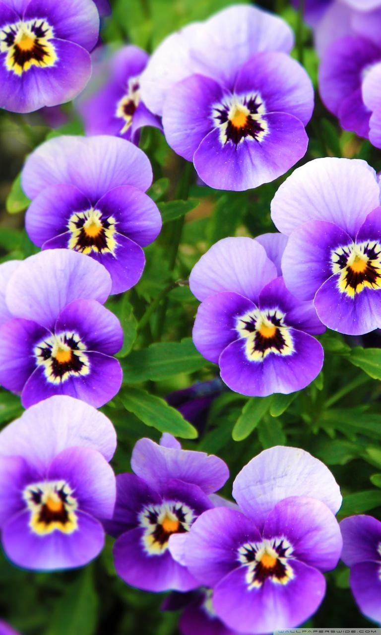 Pansies Wallpapers - Top Free Pansies Backgrounds - WallpaperAccess