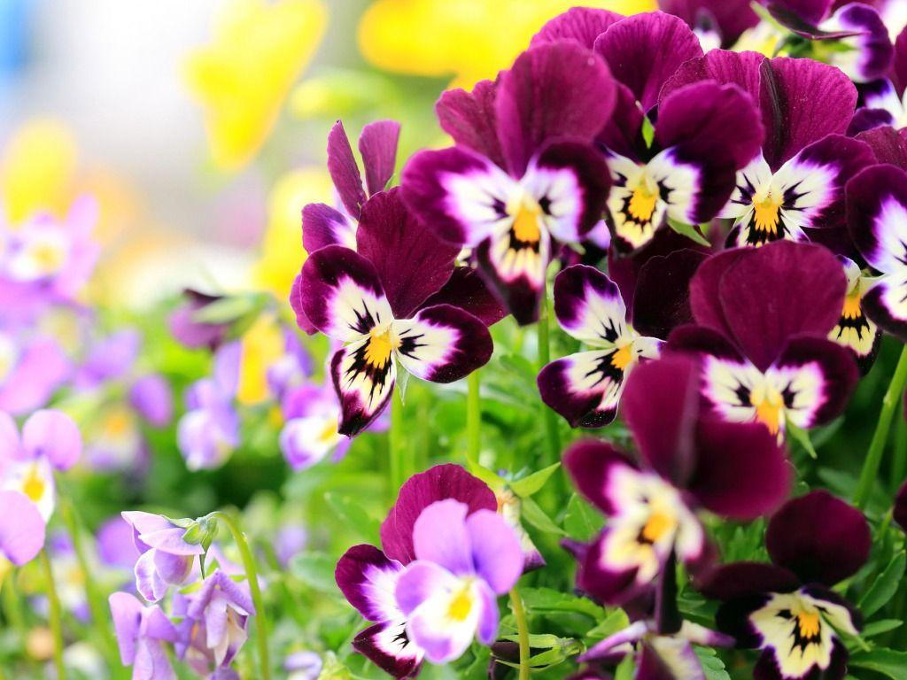 Pansies Wallpapers - Top Free Pansies Backgrounds - WallpaperAccess