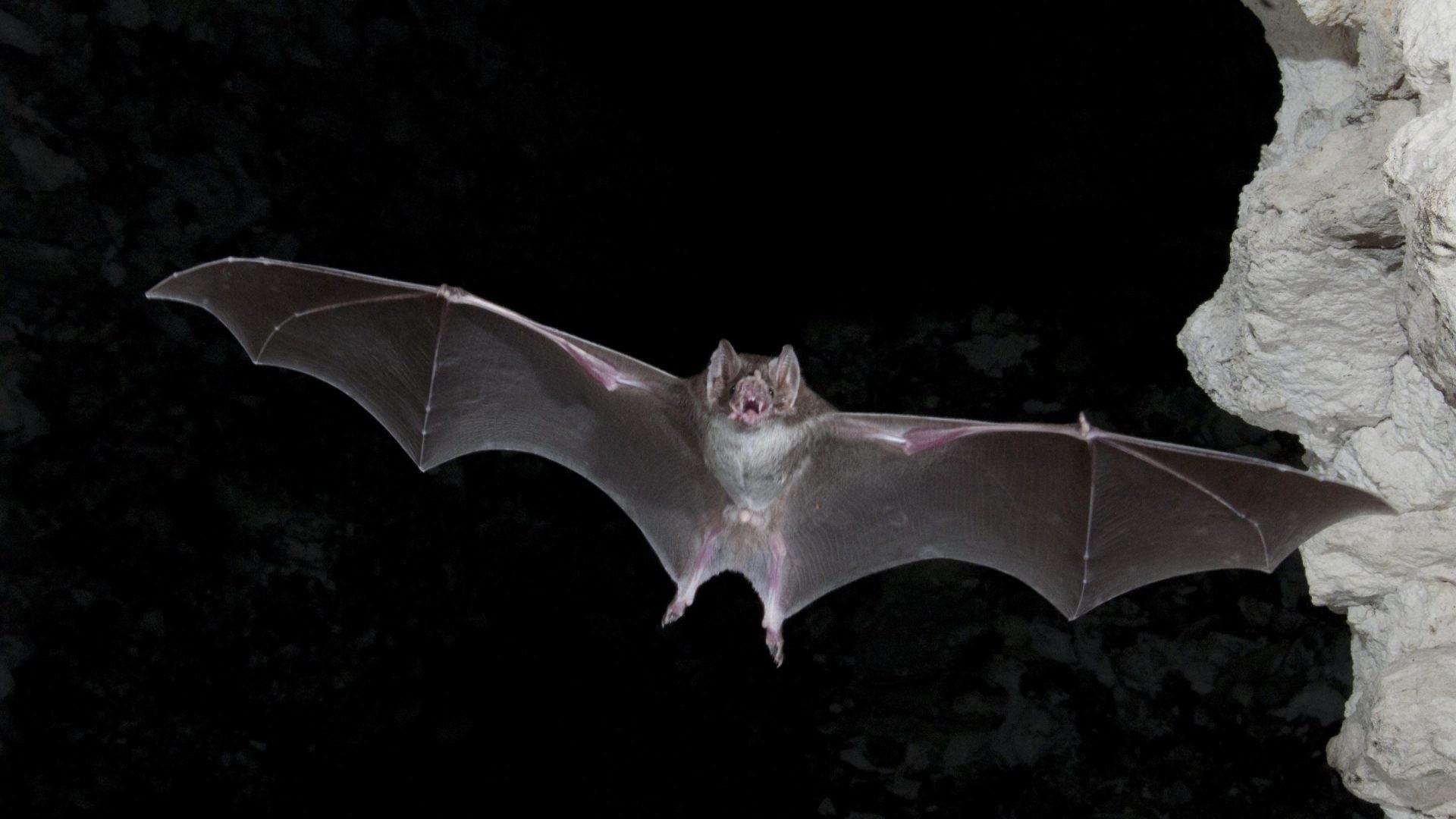 Bat Desktop Wallpapers - Top Free Bat Desktop Backgrounds - WallpaperAccess