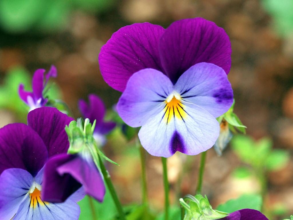 Pansies Wallpapers - Top Free Pansies Backgrounds - WallpaperAccess