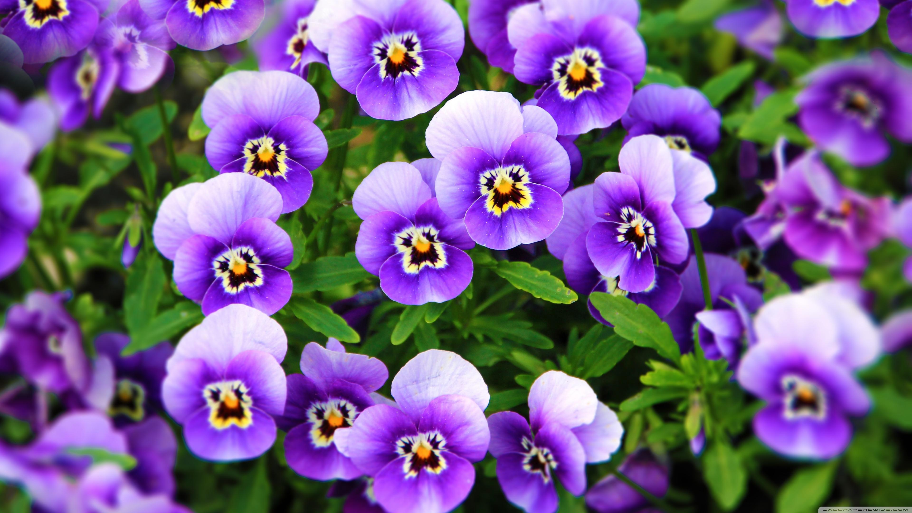 Pansies Wallpapers - Top Free Pansies Backgrounds - WallpaperAccess