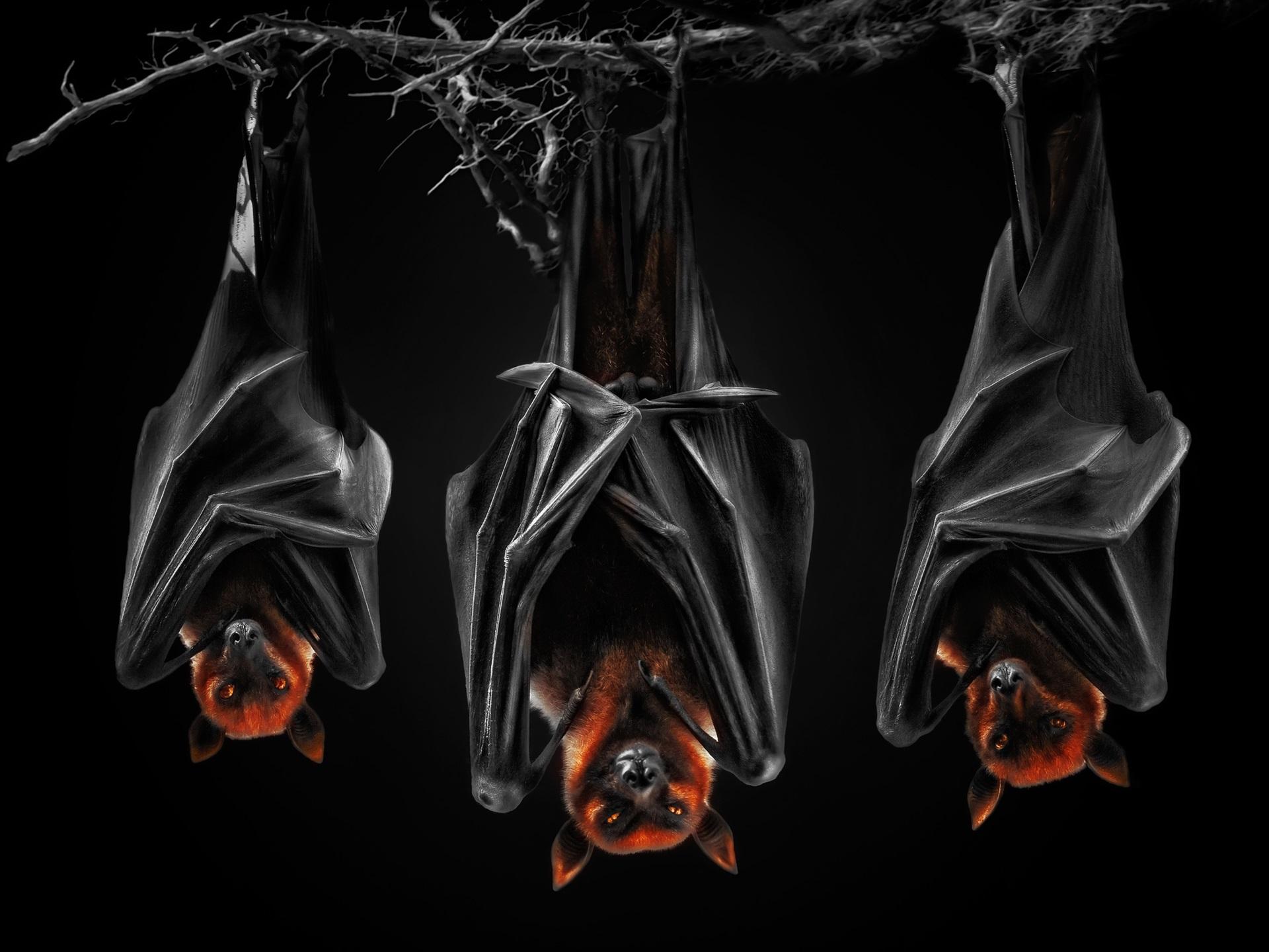 Bat Desktop Wallpapers - Top Free Bat Desktop Backgrounds - WallpaperAccess