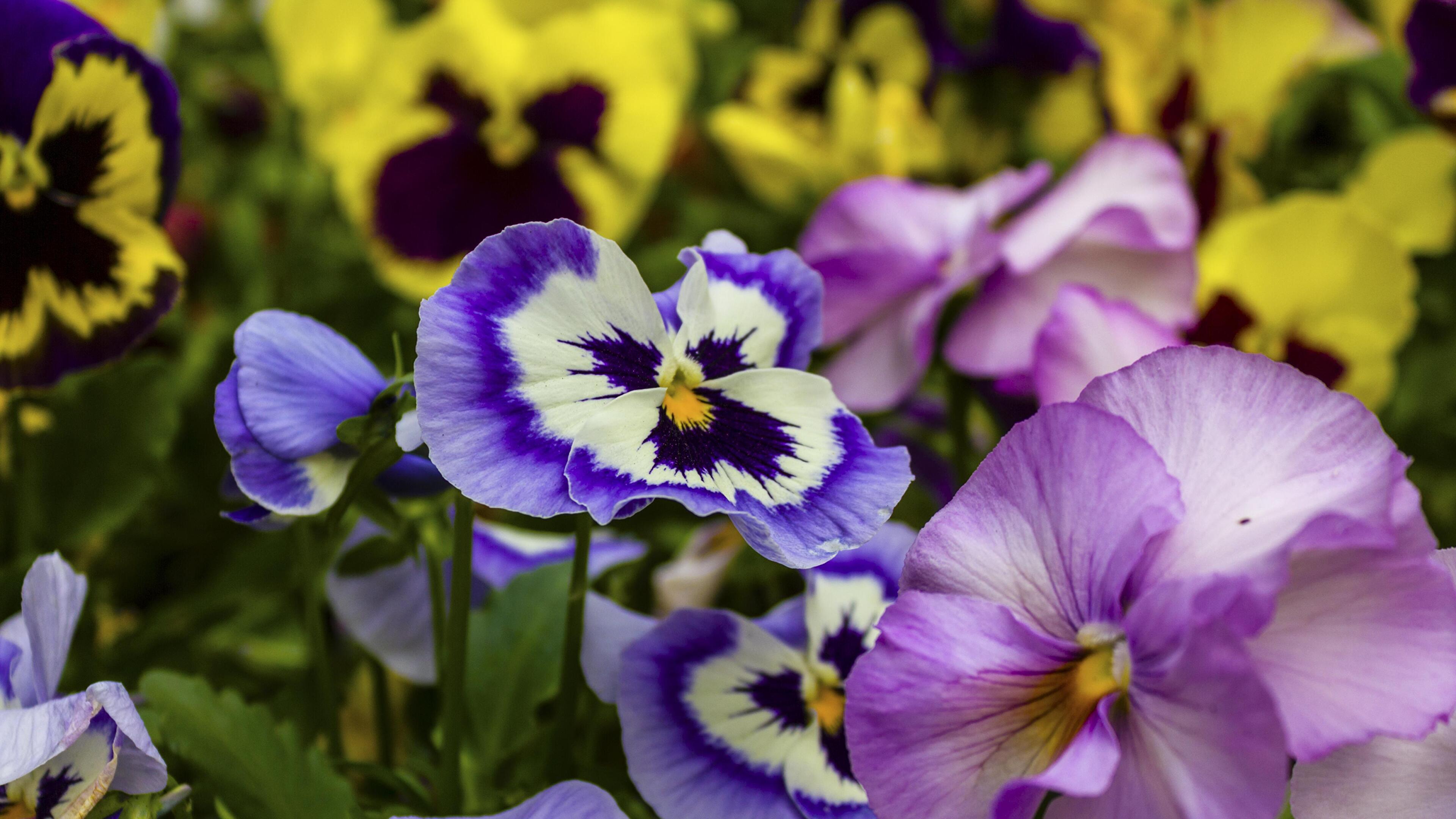 Pansies Wallpapers - Top Free Pansies Backgrounds - WallpaperAccess