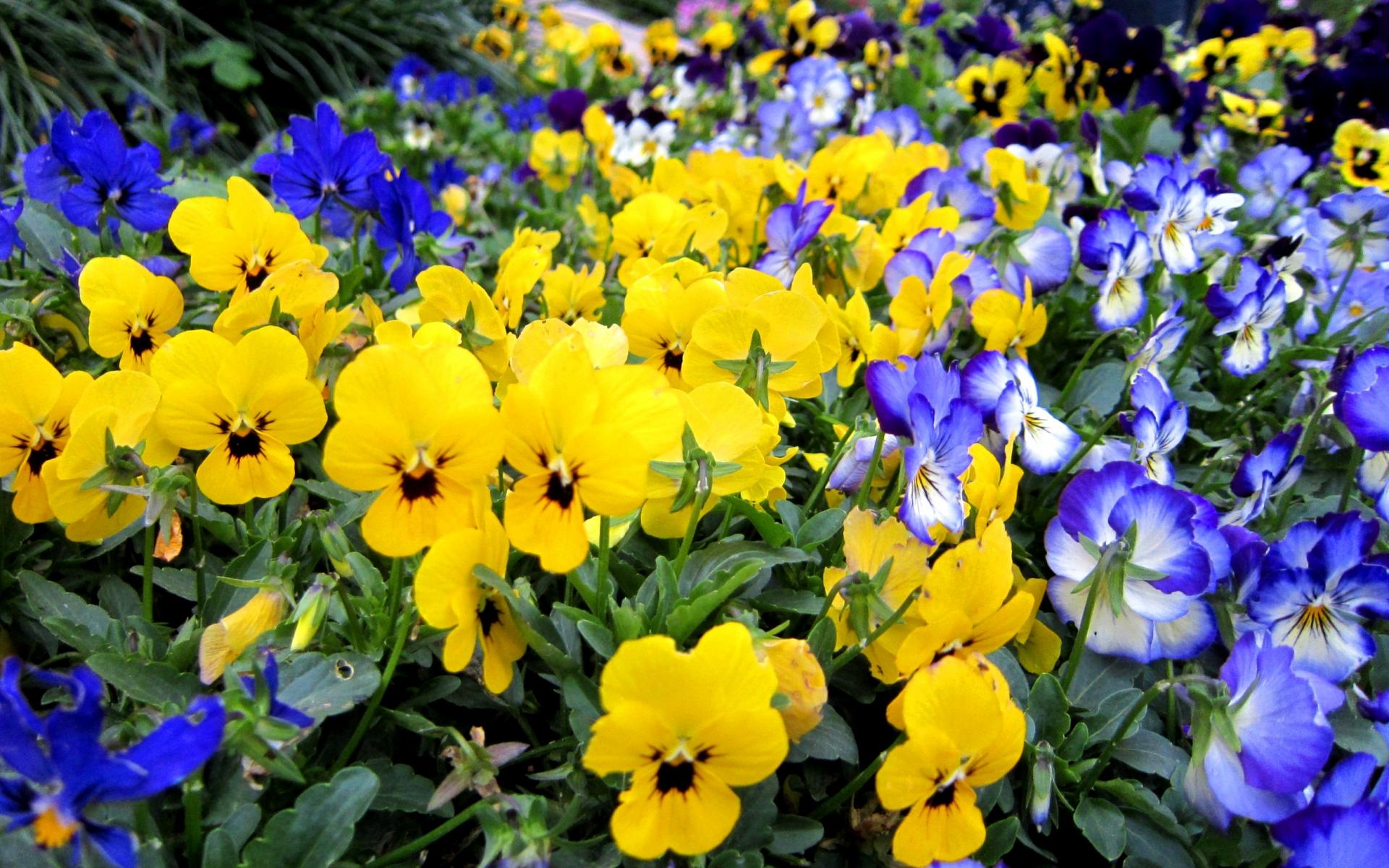 Pansies Wallpapers - Top Free Pansies Backgrounds - WallpaperAccess