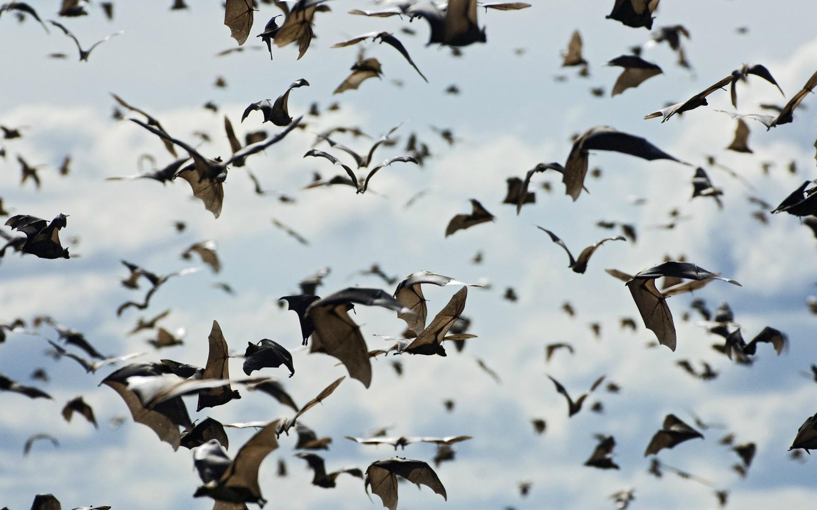 Bat Desktop Wallpapers - Top Free Bat Desktop Backgrounds - WallpaperAccess