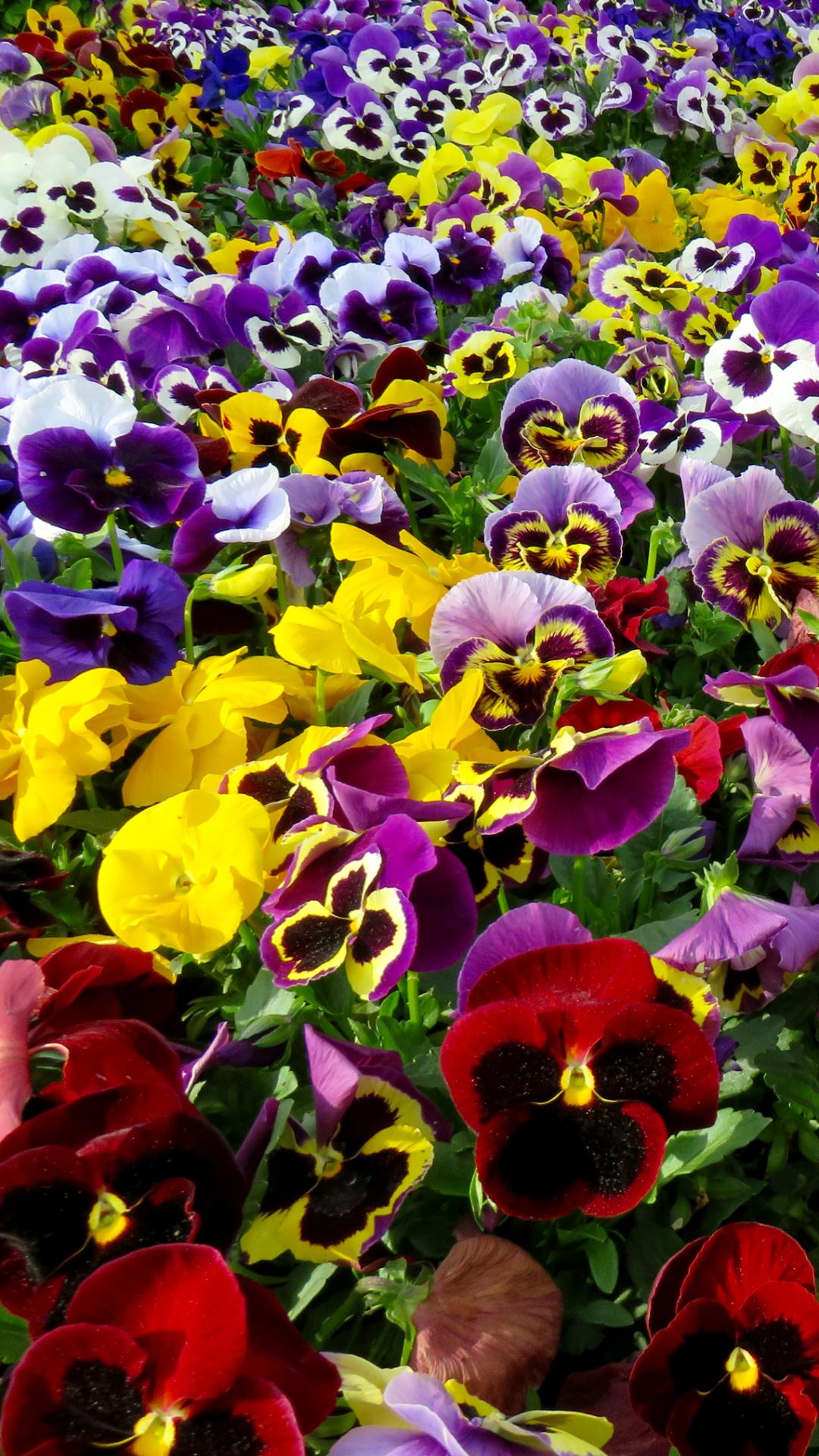Pansies Wallpapers - Top Free Pansies Backgrounds - WallpaperAccess
