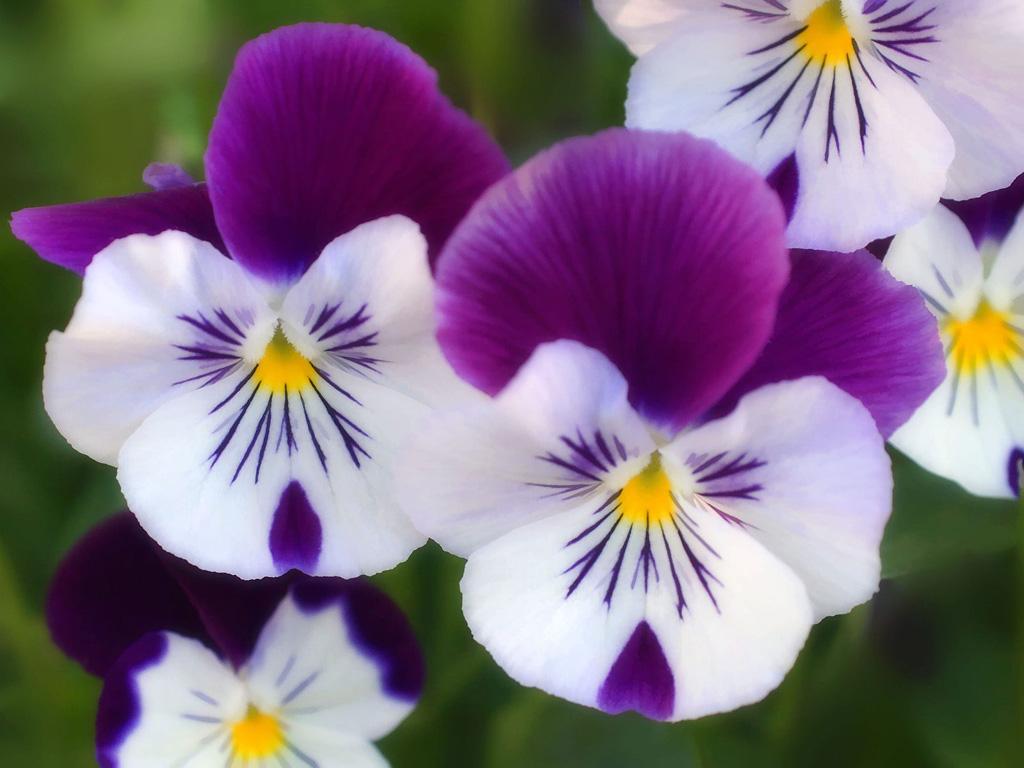 Pansies Wallpapers - Top Free Pansies Backgrounds - WallpaperAccess