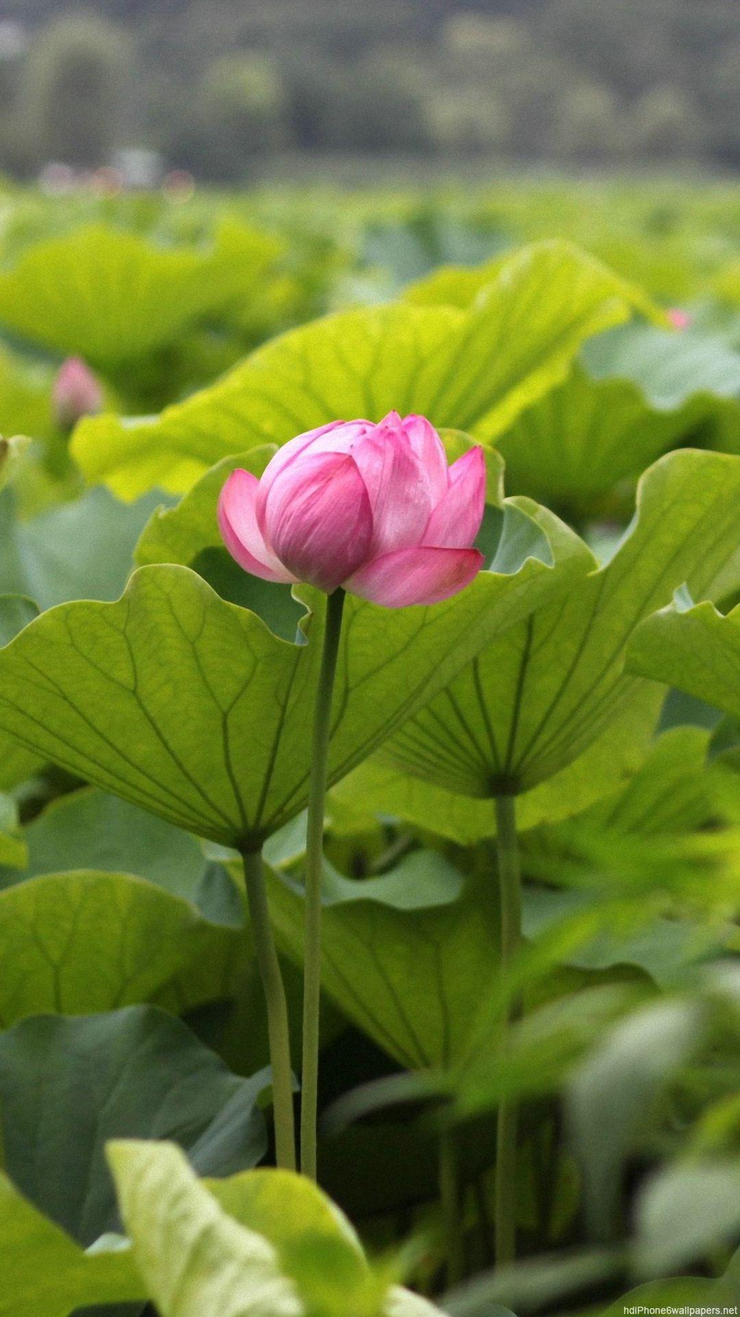 iPhone Lotus Wallpapers - Top Free iPhone Lotus Backgrounds ...