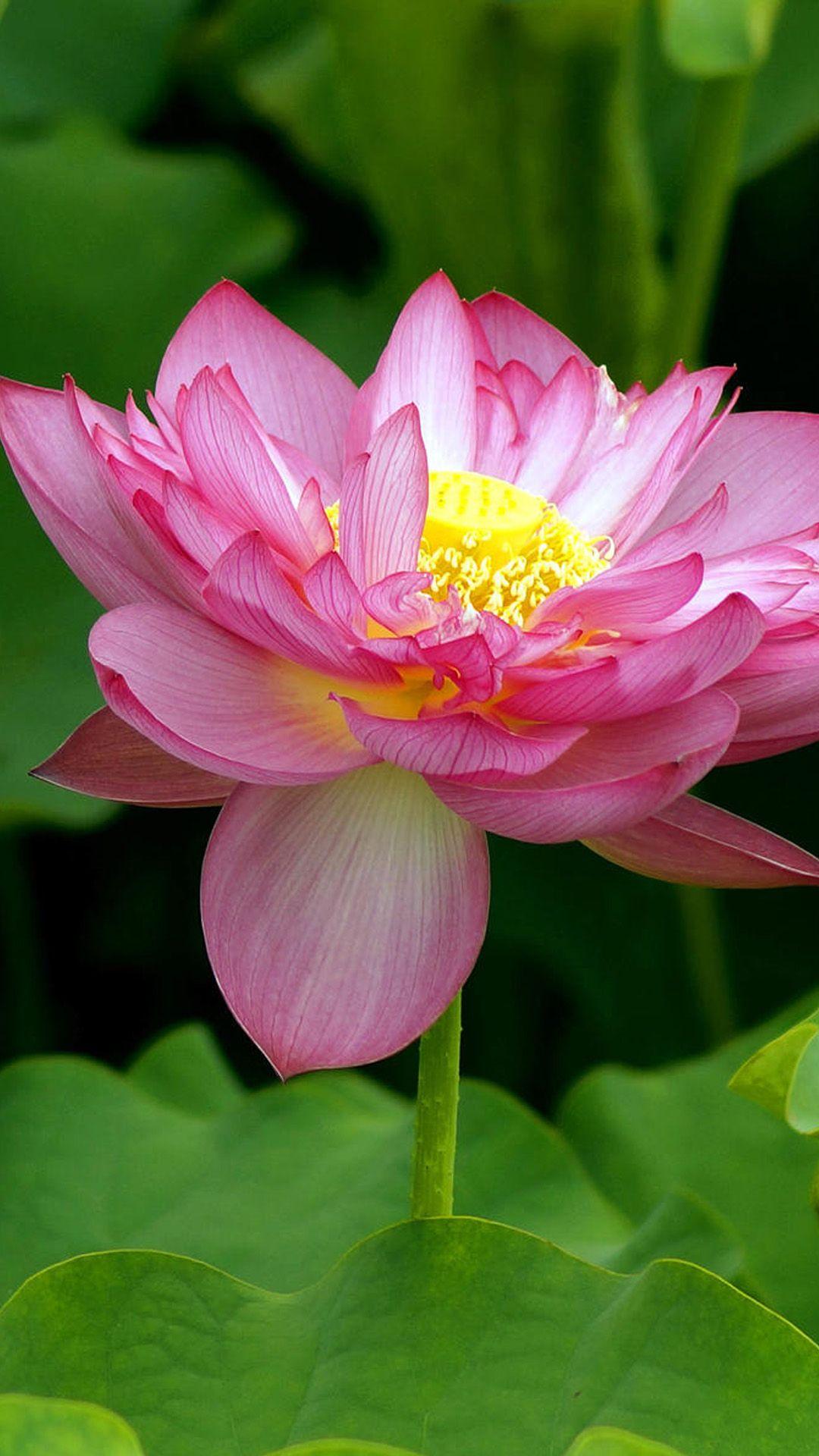 iPhone Lotus Wallpapers - Top Free iPhone Lotus Backgrounds ...