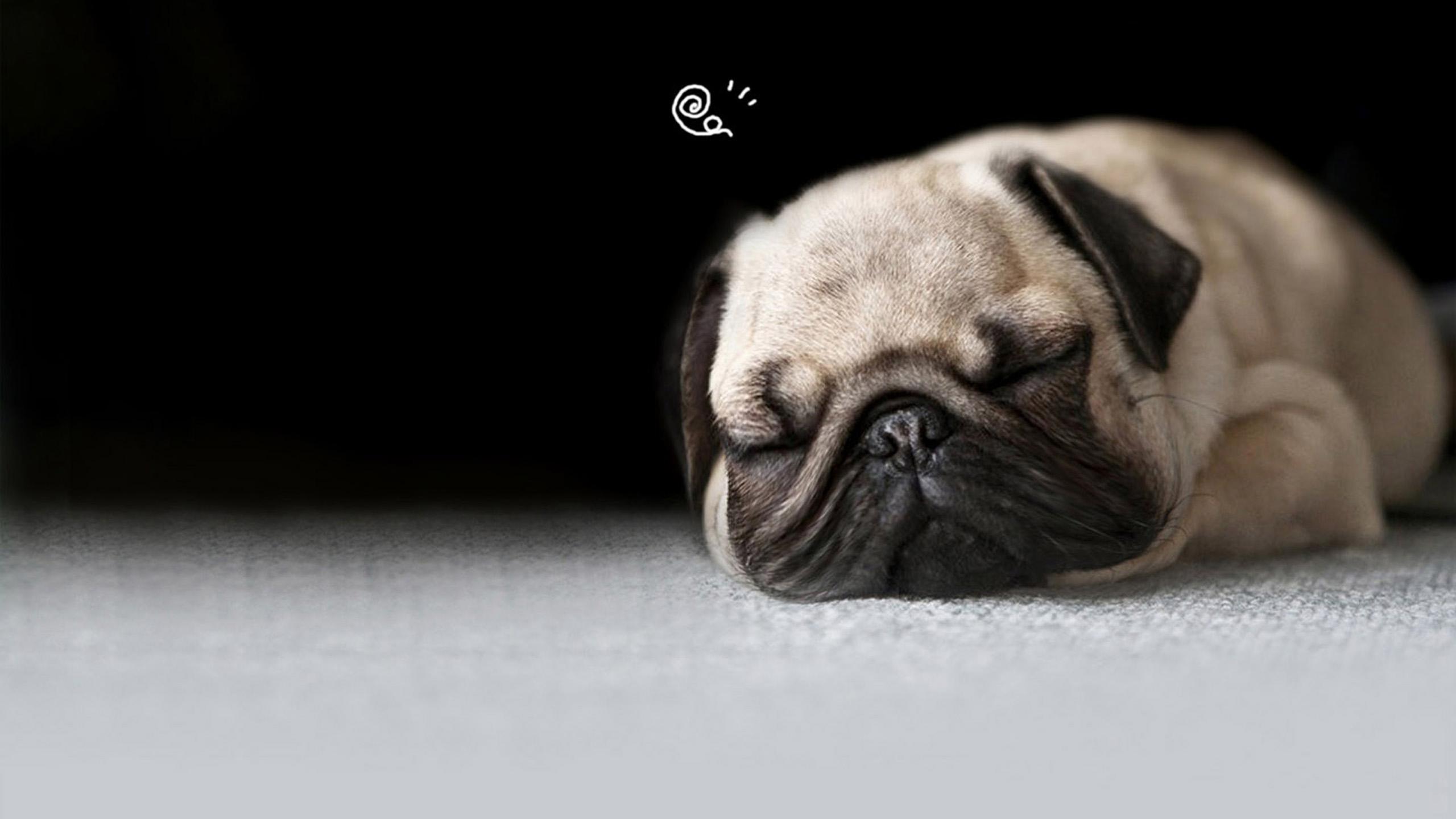 Pug Computer Wallpapers - Top Free Pug Computer Backgrounds ...