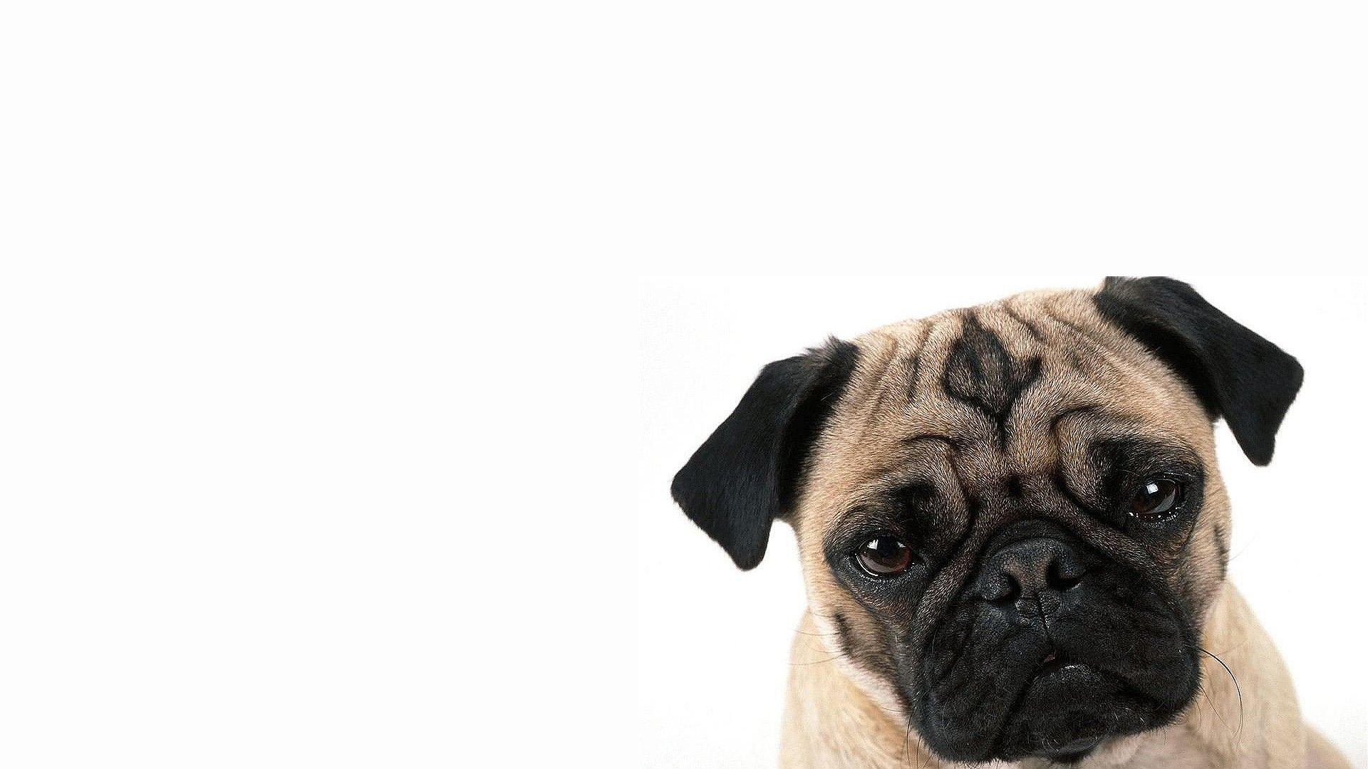 Pug Computer Wallpapers - Top Free Pug Computer Backgrounds ...