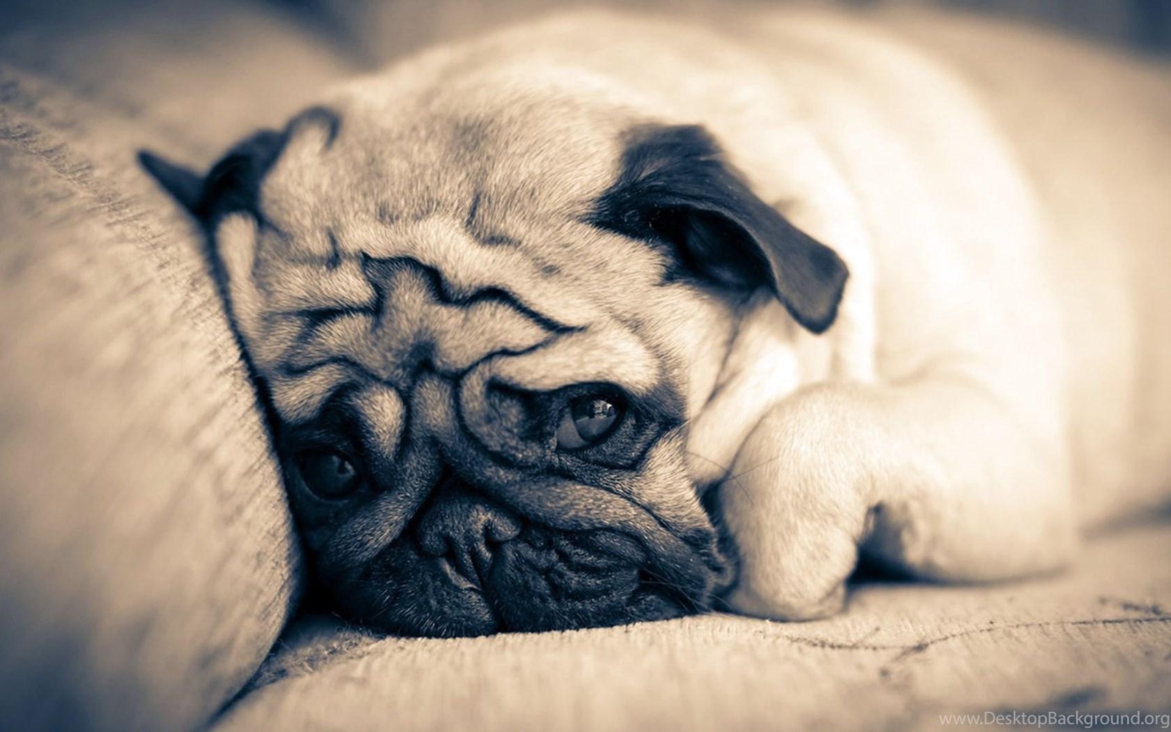 Pug Computer Wallpapers - Top Free Pug Computer Backgrounds ...