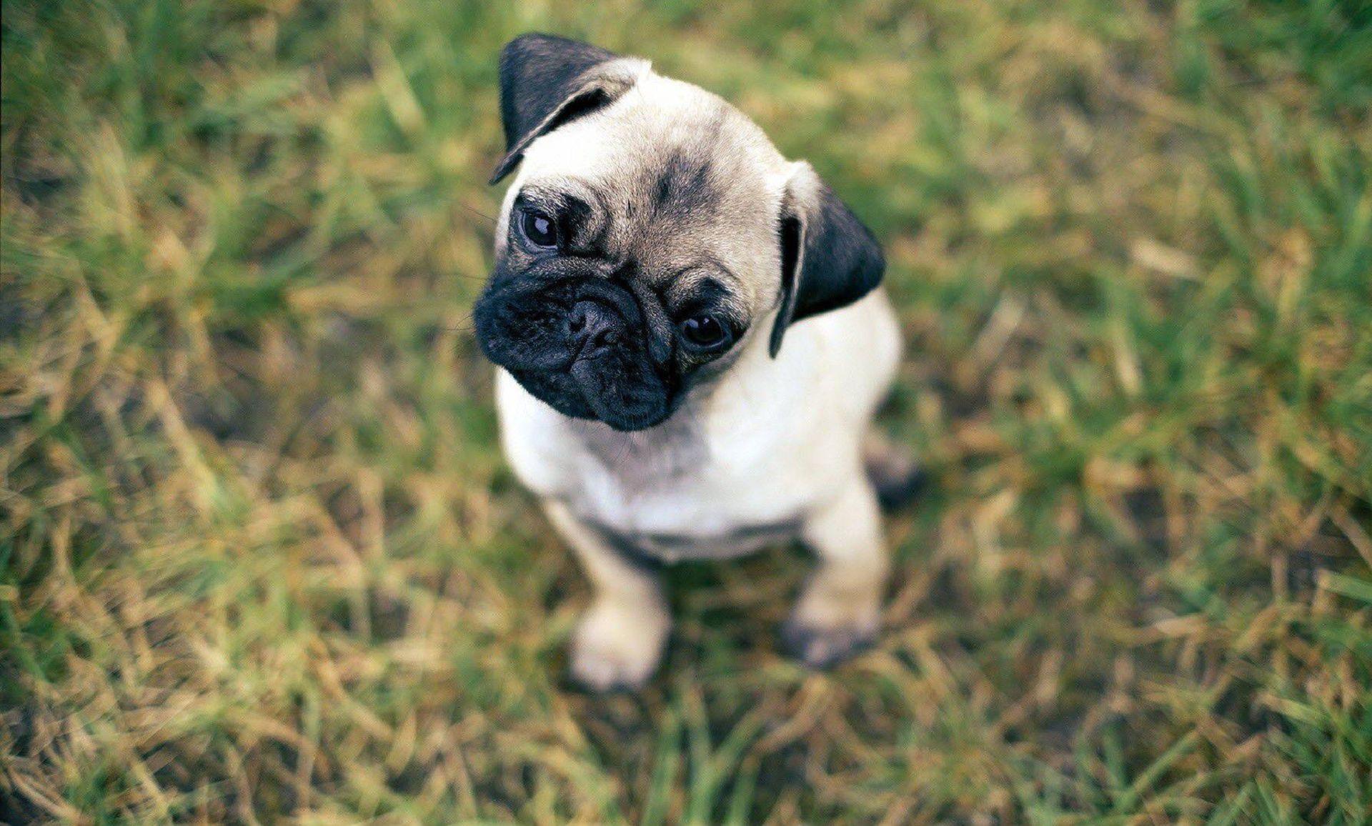 Pug Computer Wallpapers - Top Free Pug Computer Backgrounds ...