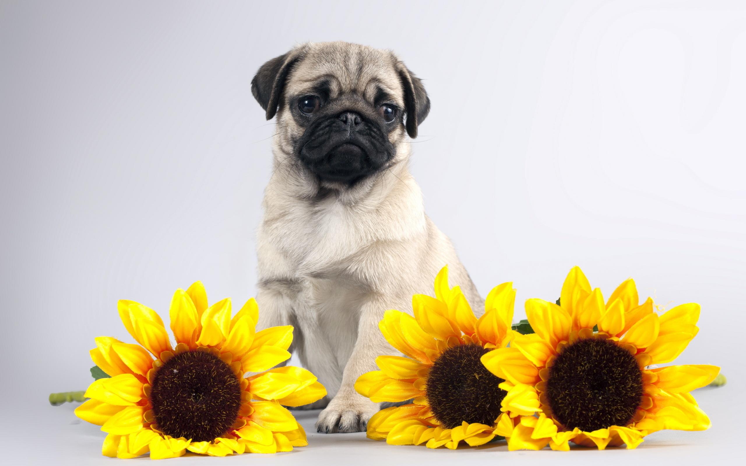 Pug Computer Wallpapers - Top Free Pug Computer Backgrounds ...