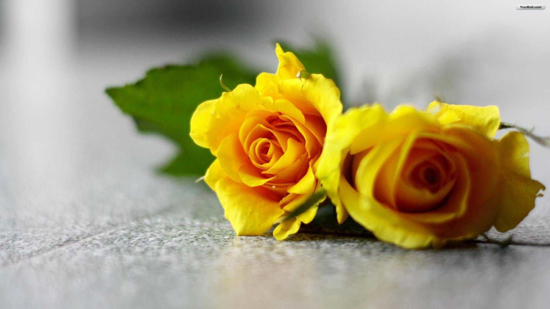 Yellow Rose Aesthetic Desktop Wallpapers - Top Free Yellow Rose ...