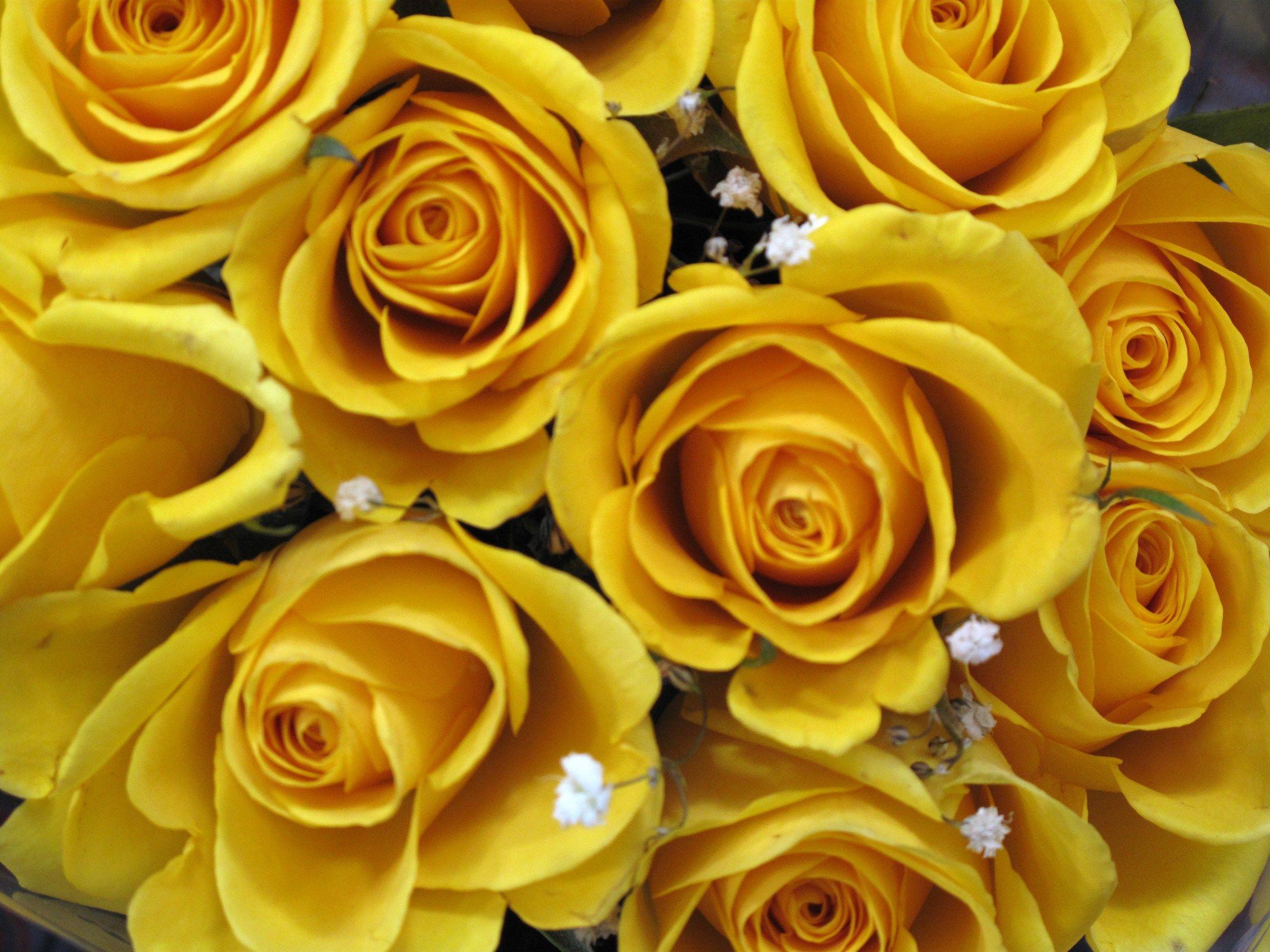 Yellow Rose Aesthetic Desktop Wallpapers - Top Free Yellow Rose ...