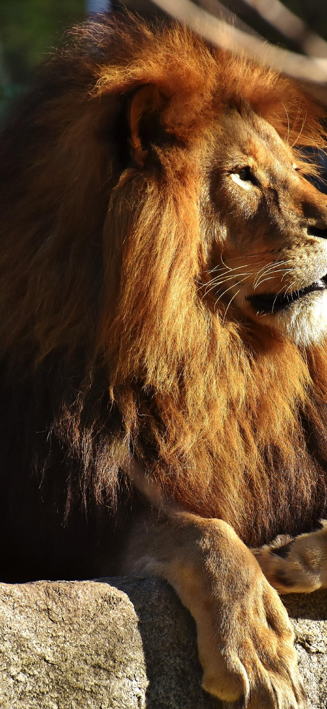 1125X2436 Lion Wallpapers - Top Free 1125X2436 Lion Backgrounds ...