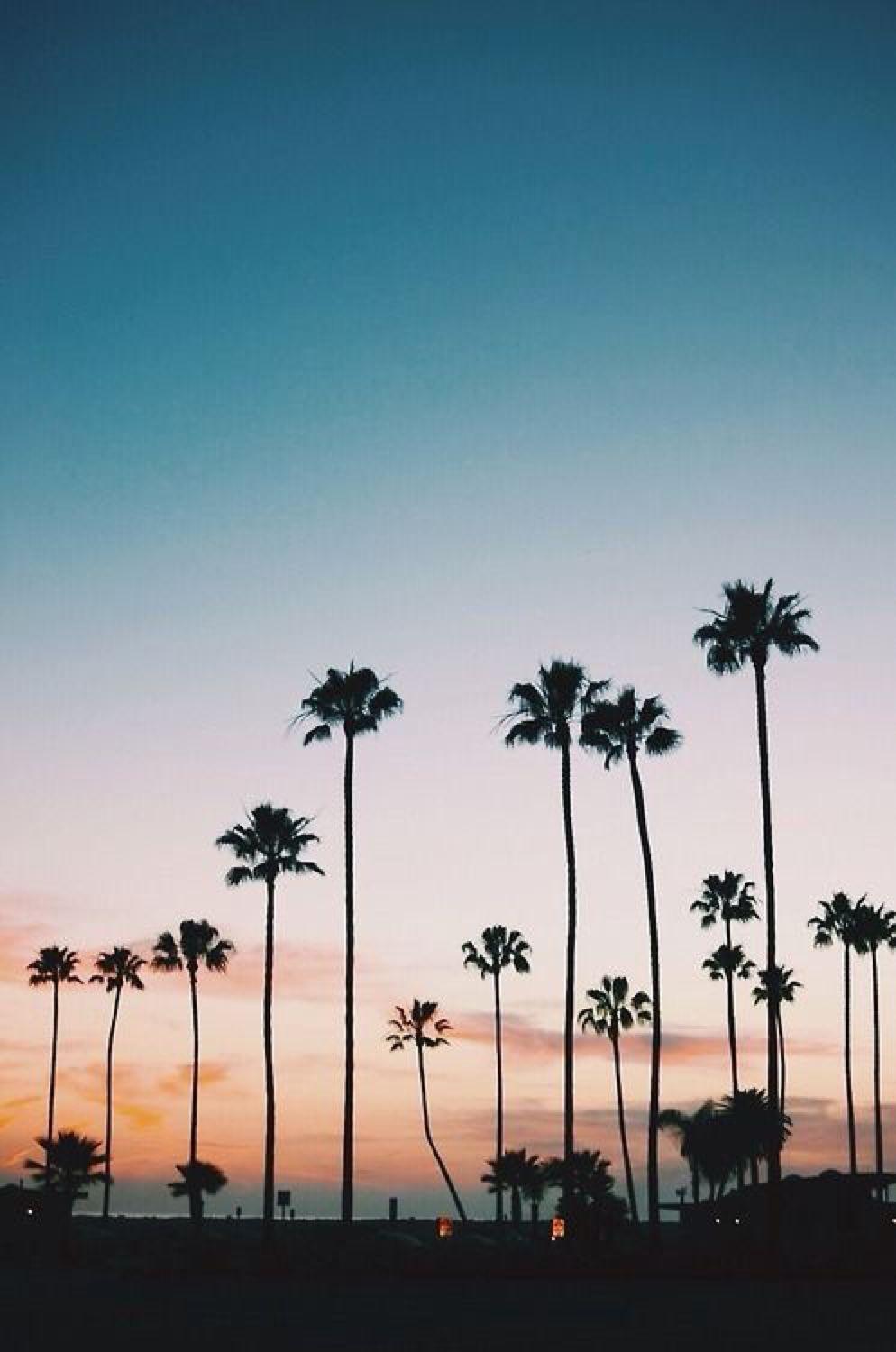 Miami Palm Tree Wallpapers - Top Free Miami Palm Tree Backgrounds ...