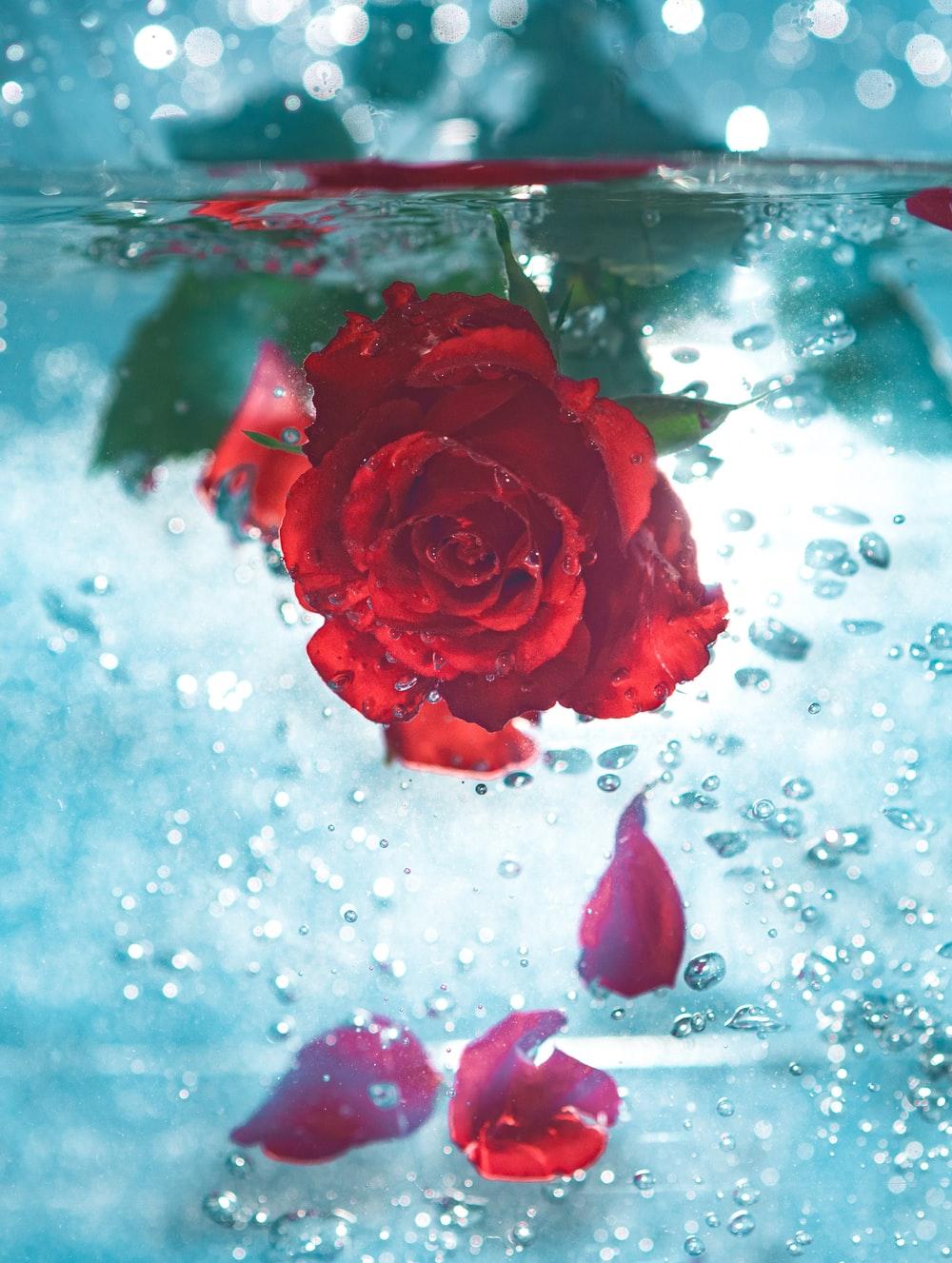 Underwater Flowers Wallpapers - Top Free Underwater Flowers Backgrounds ...