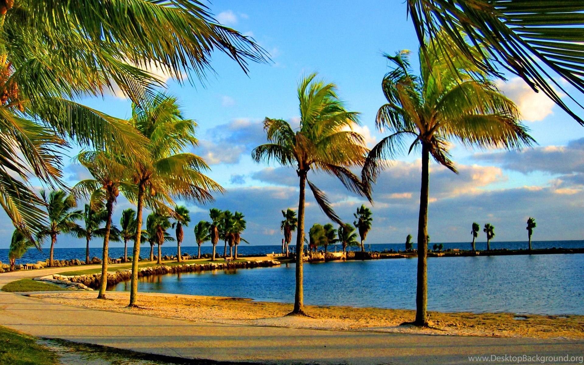 Miami Palm Tree Wallpapers - Top Free Miami Palm Tree Backgrounds ...