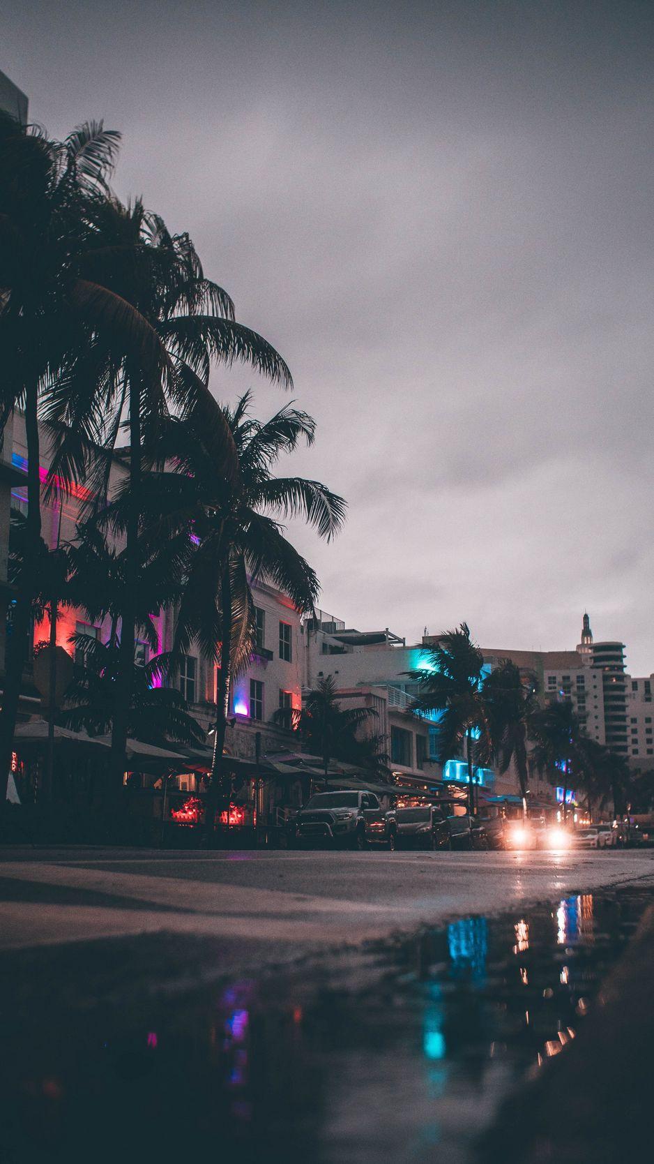 Miami Palm Tree Wallpapers - Top Free Miami Palm Tree Backgrounds ...