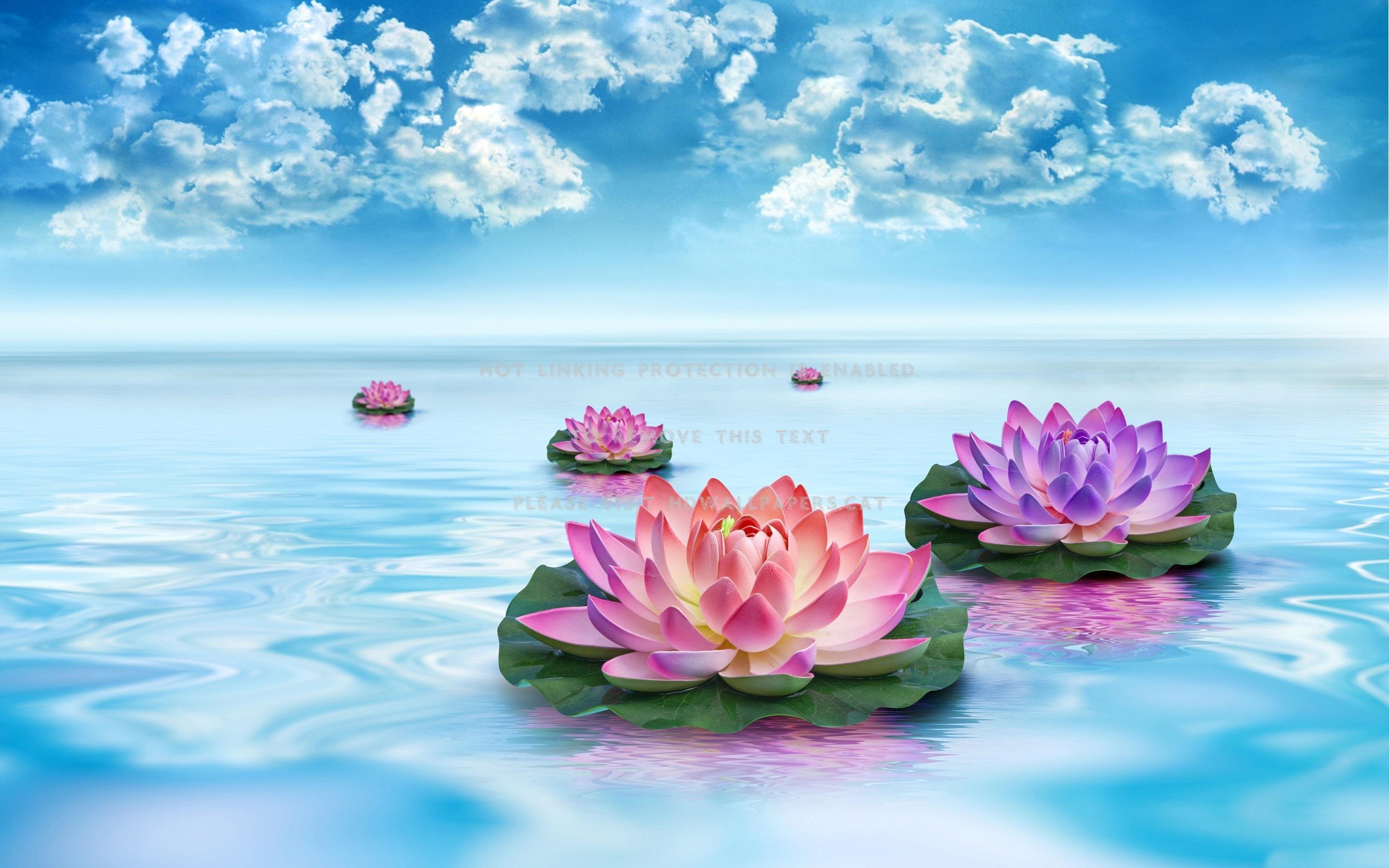 Underwater Flowers Wallpapers - Top Free Underwater Flowers Backgrounds ...