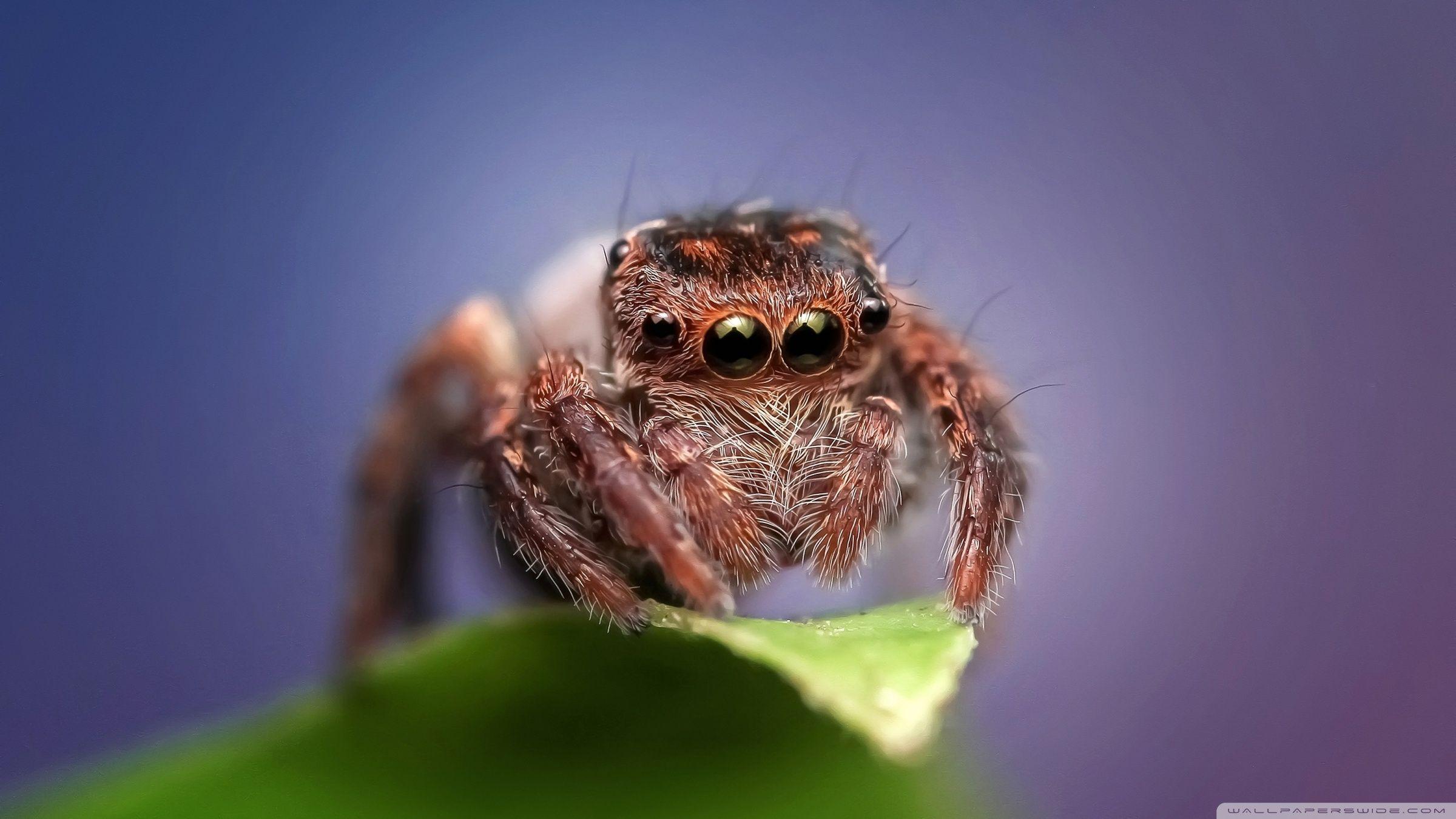 Cute Spider Desktop Wallpapers - Top Free Cute Spider Desktop ...