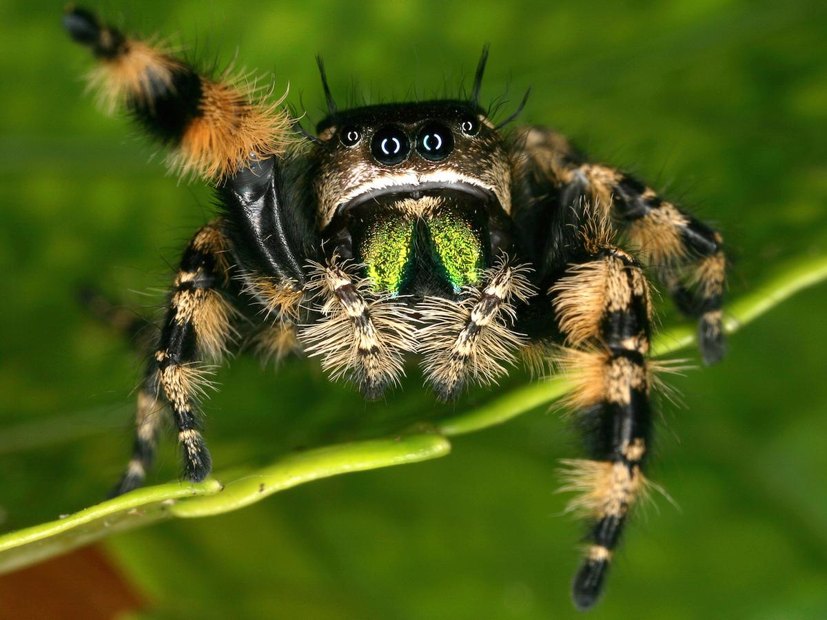 Cute Spider Desktop Wallpapers - Top Free Cute Spider Desktop ...