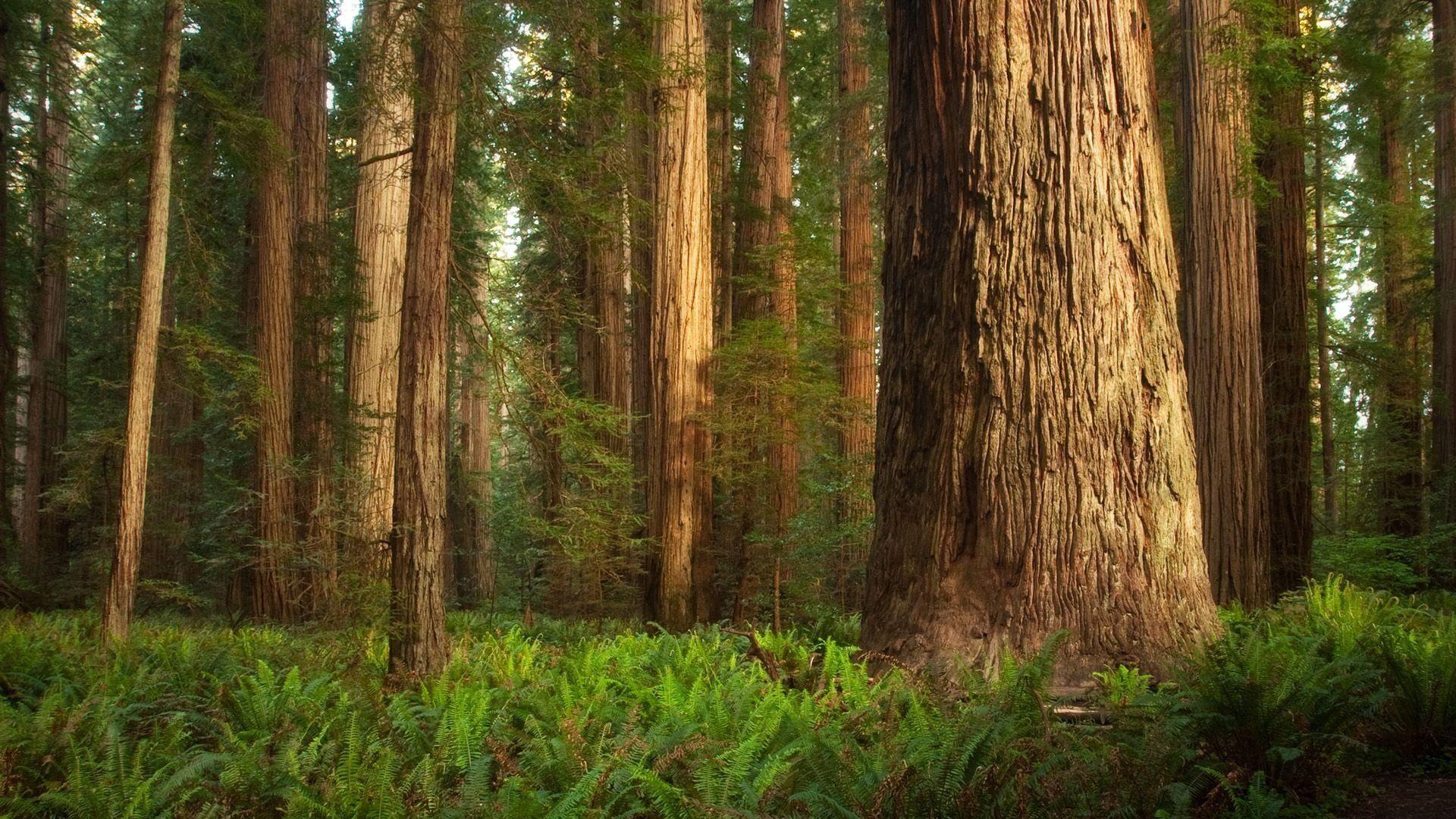 Great Redwoods Wallpapers - Top Free Great Redwoods Backgrounds ...