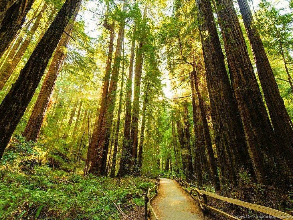 Great Redwoods Wallpapers - Top Free Great Redwoods Backgrounds ...