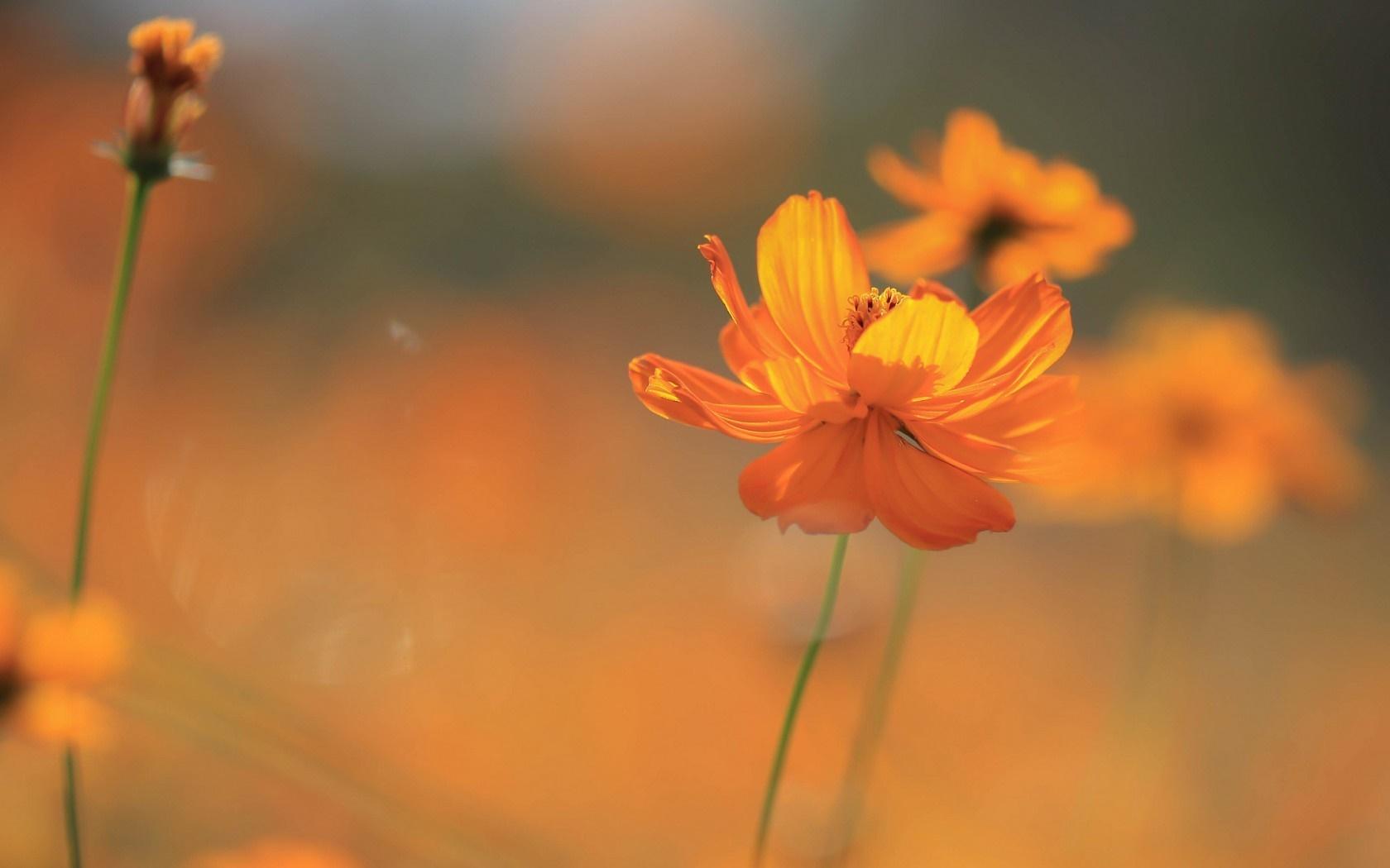 Autumn Wildflower Desktop Wallpapers - Top Free Autumn Wildflower ...