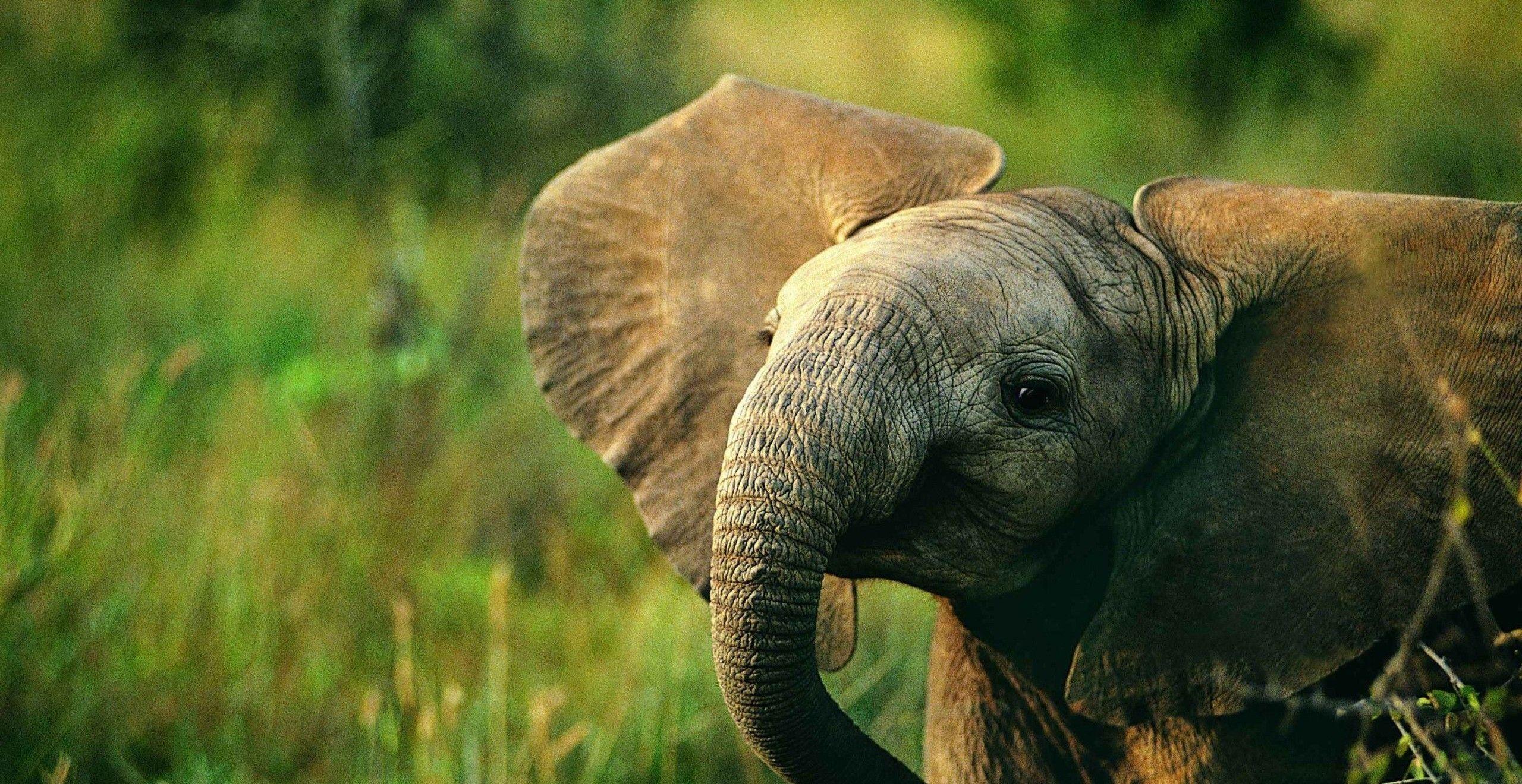 Cute Elephant Computer Wallpapers - Top Free Cute Elephant Computer ...